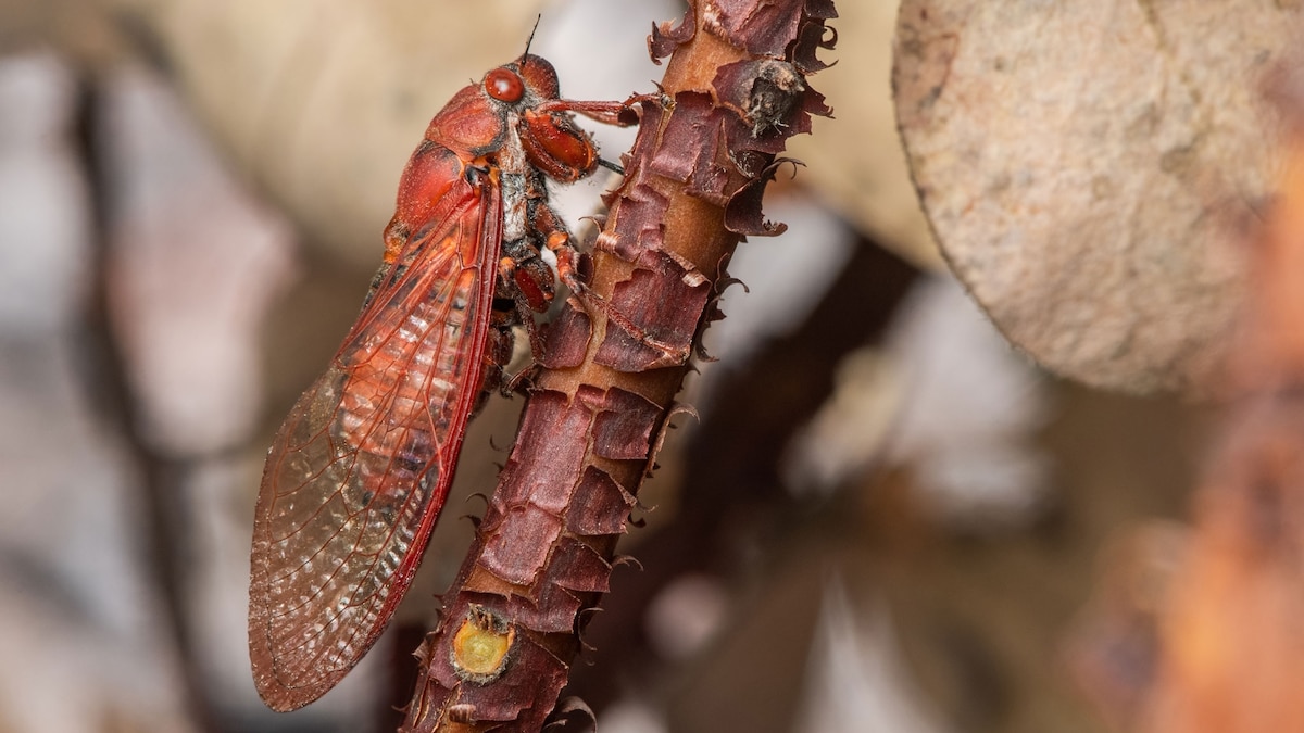 How an ‘extinct’ cicada was rediscovered 100 years later | National ...