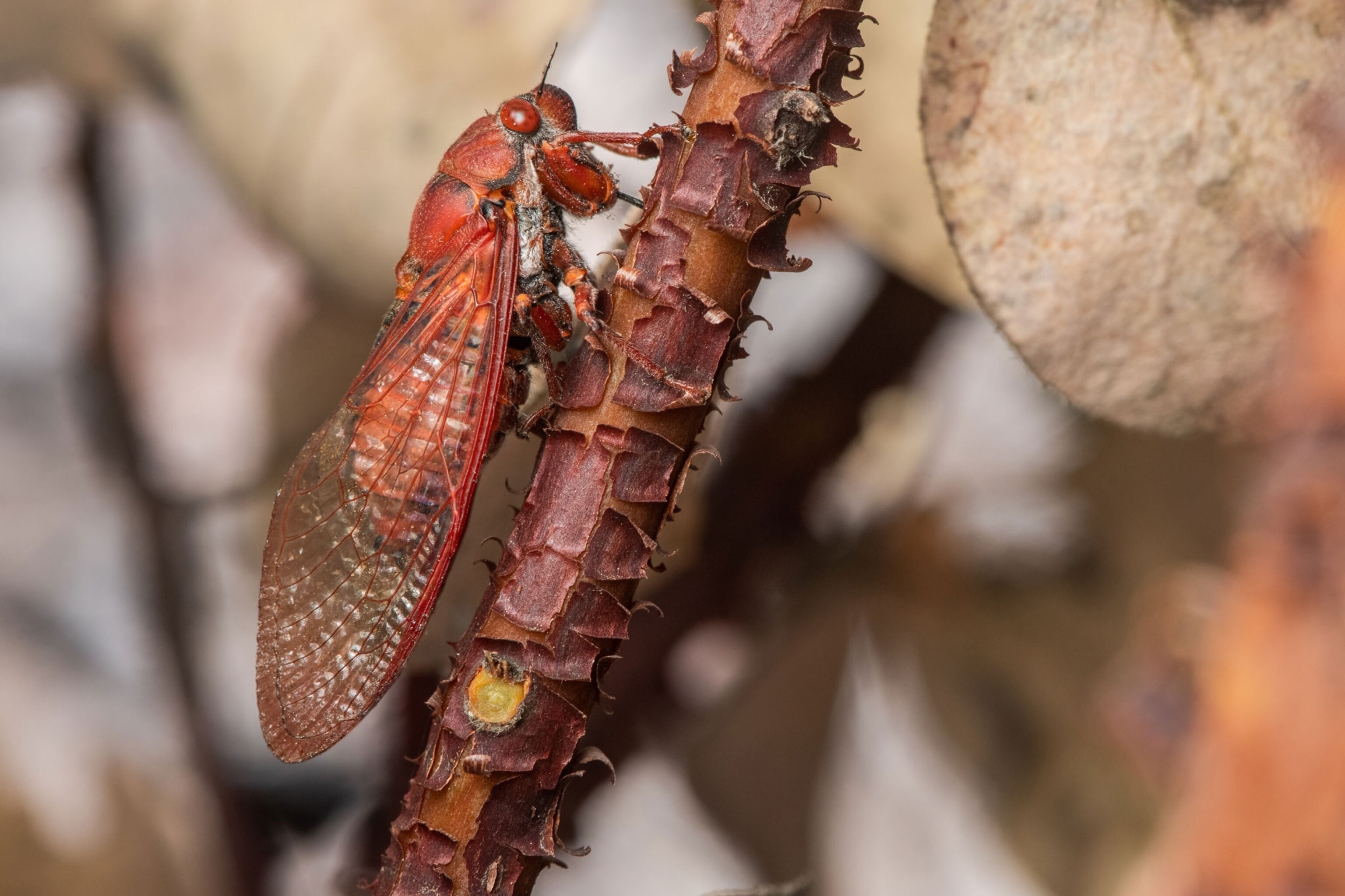 How an ‘extinct’ cicada was rediscovered 100 years later