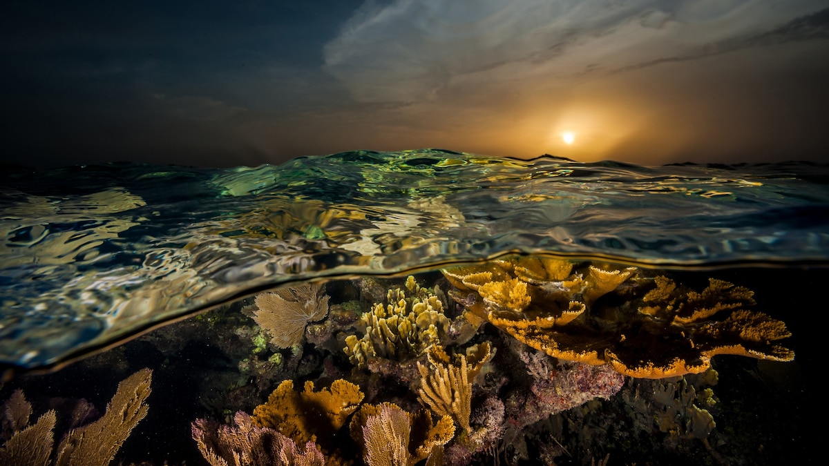 Nice Shot! Golden Hour in the Gardens of the Queen | National Geographic