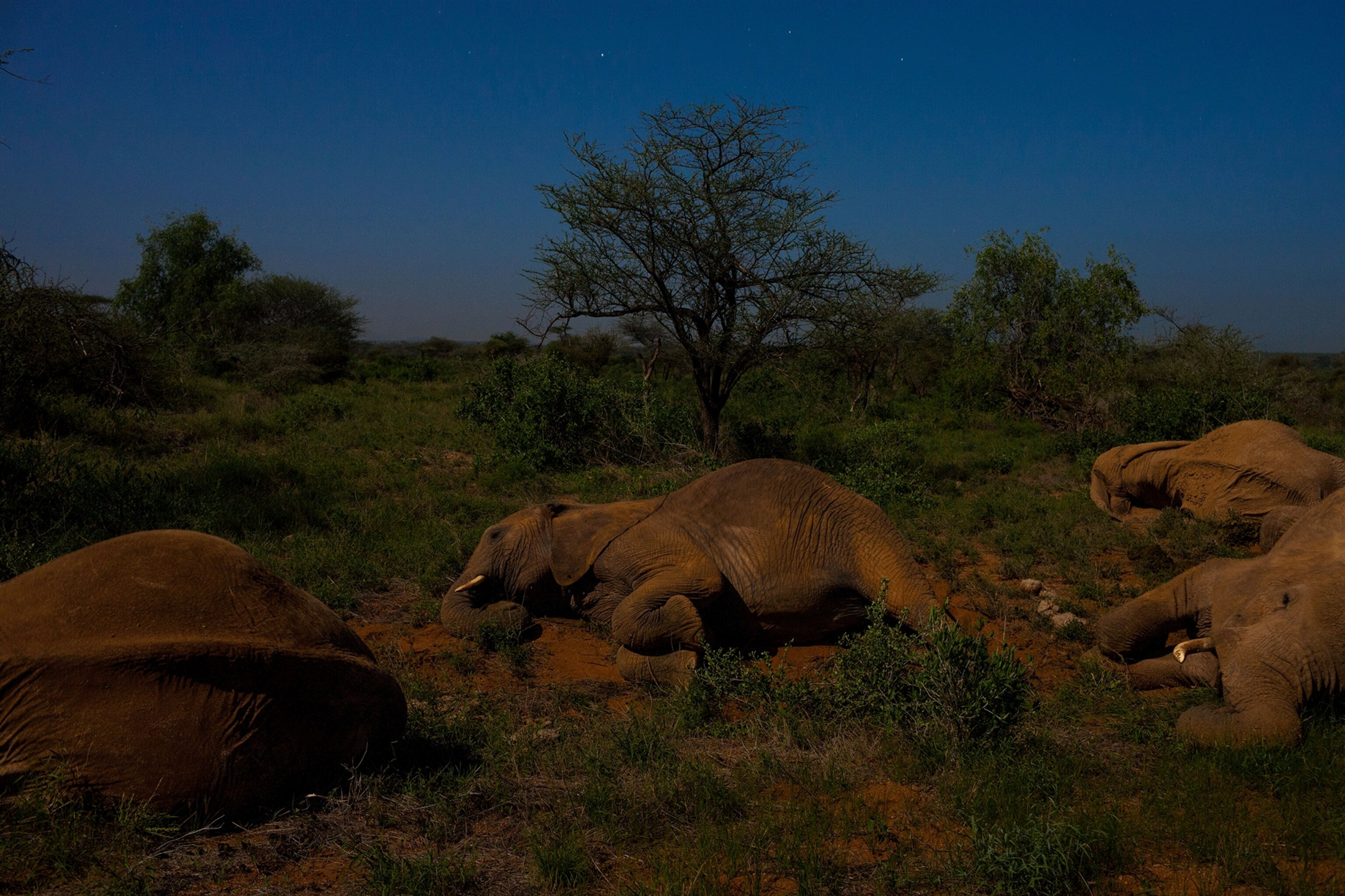 Where to see elephants ethically while traveling