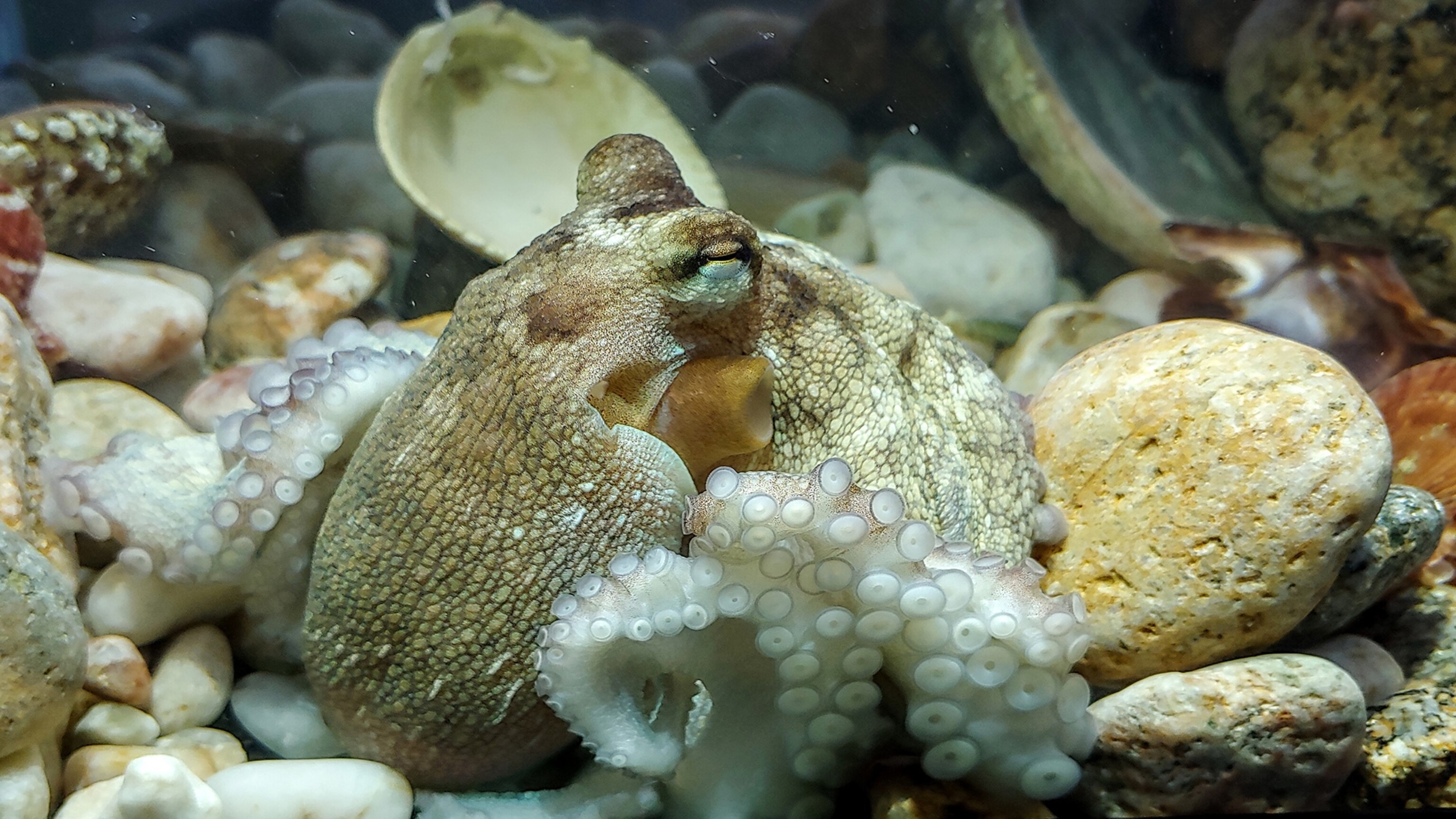 The world wants to eat more octopus. But is octopus farming ethical?
