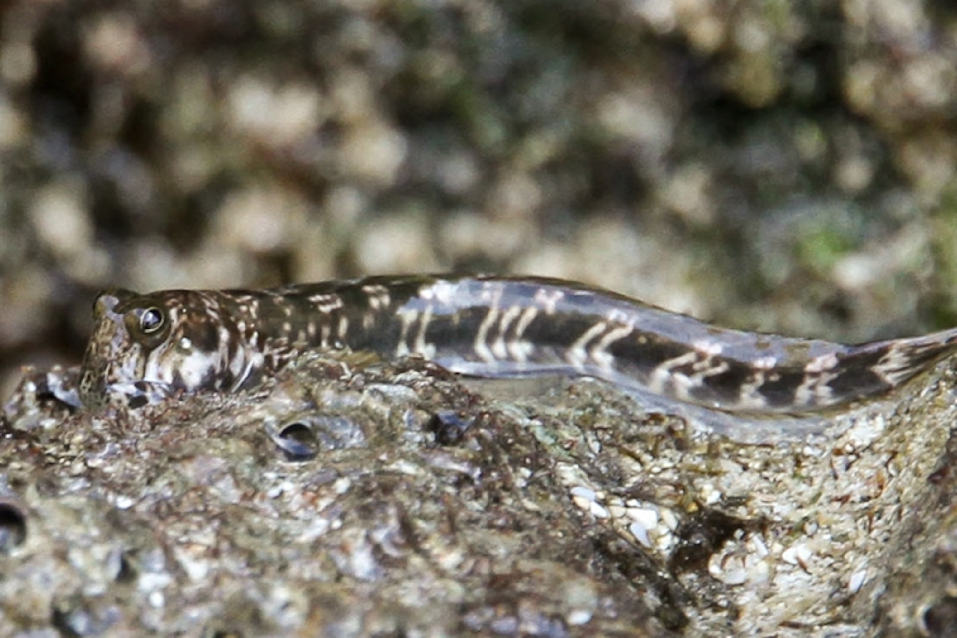 Blenny On Land Walking Fish