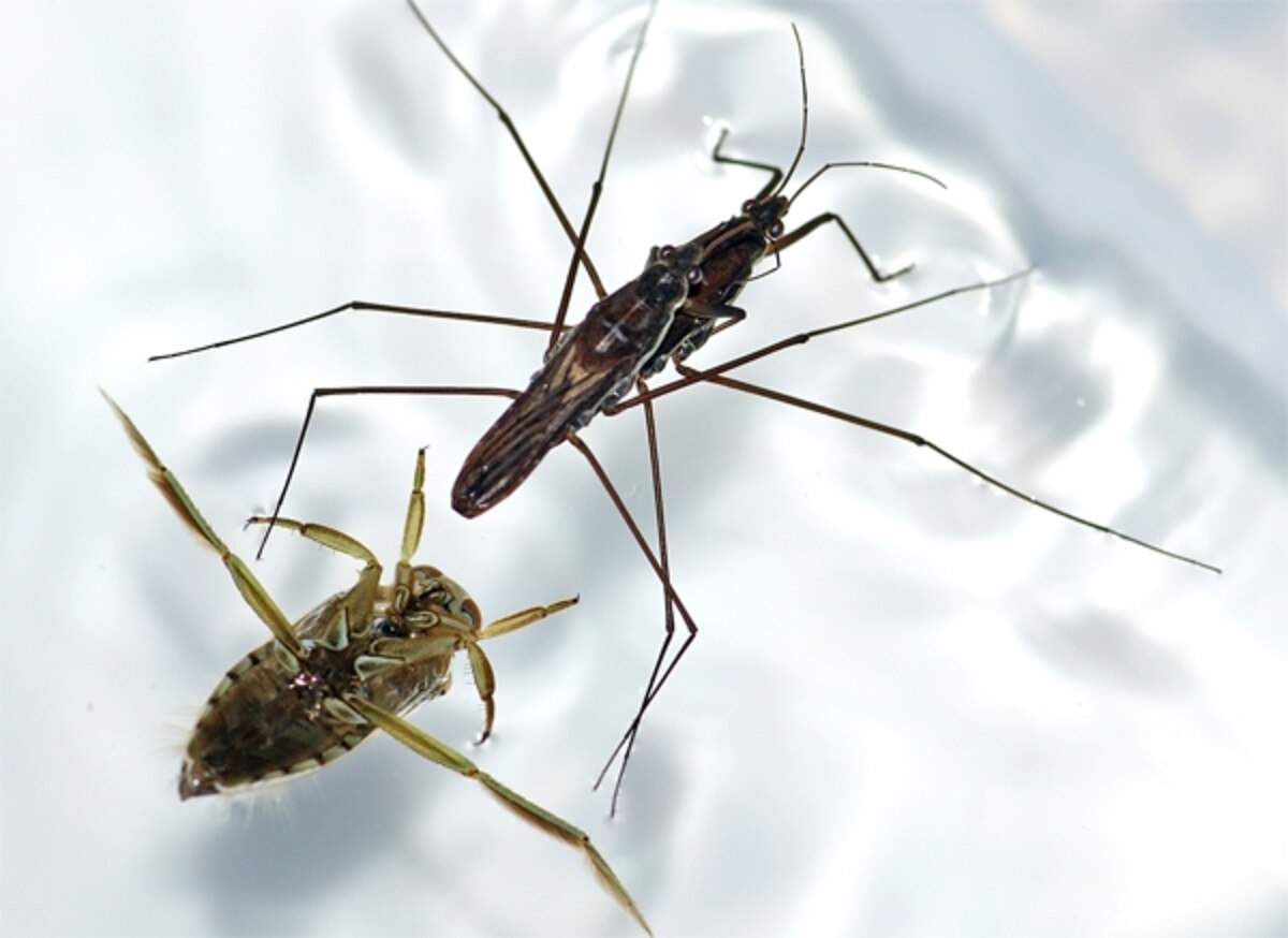 Male water striders summon predators to blackmail females into having sex