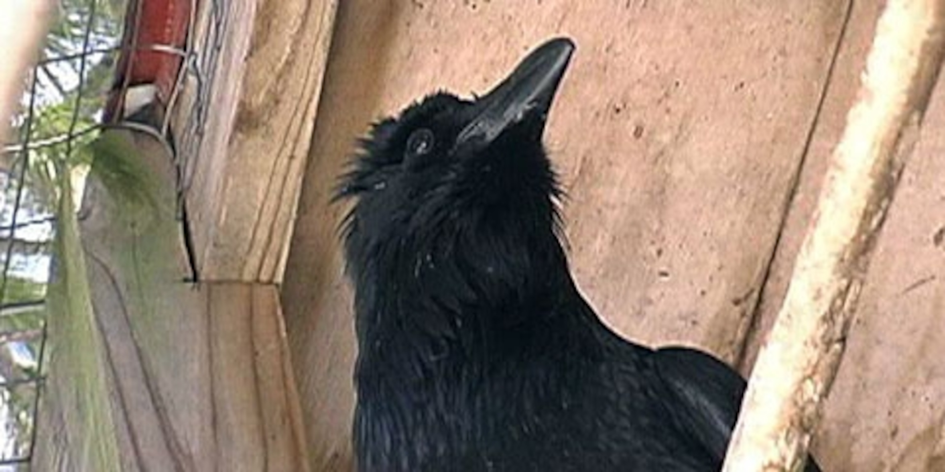 Baby Raven Bird