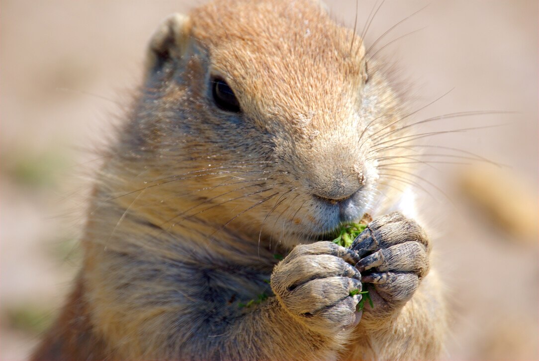 Prairie Dog Bite