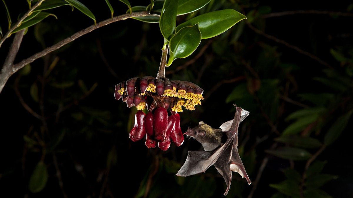 To Know Bats Is to Love Them | National Geographic