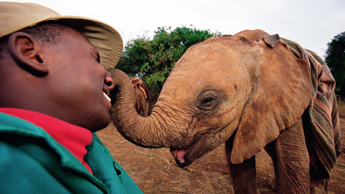 Yes, Animals Think And Feel. Here's How We Know | National Geographic