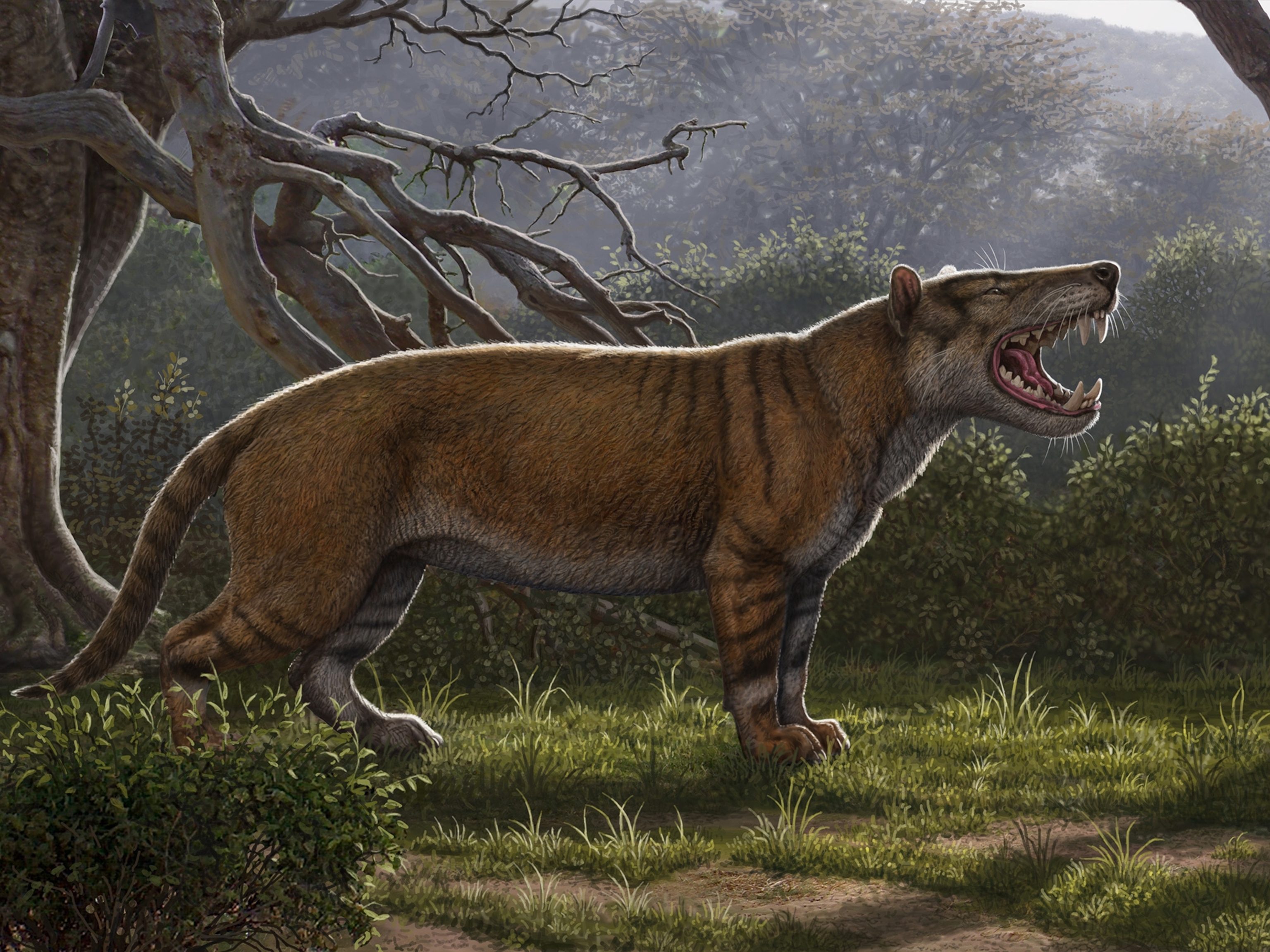 New species of giant fossil carnivore found in Kenya