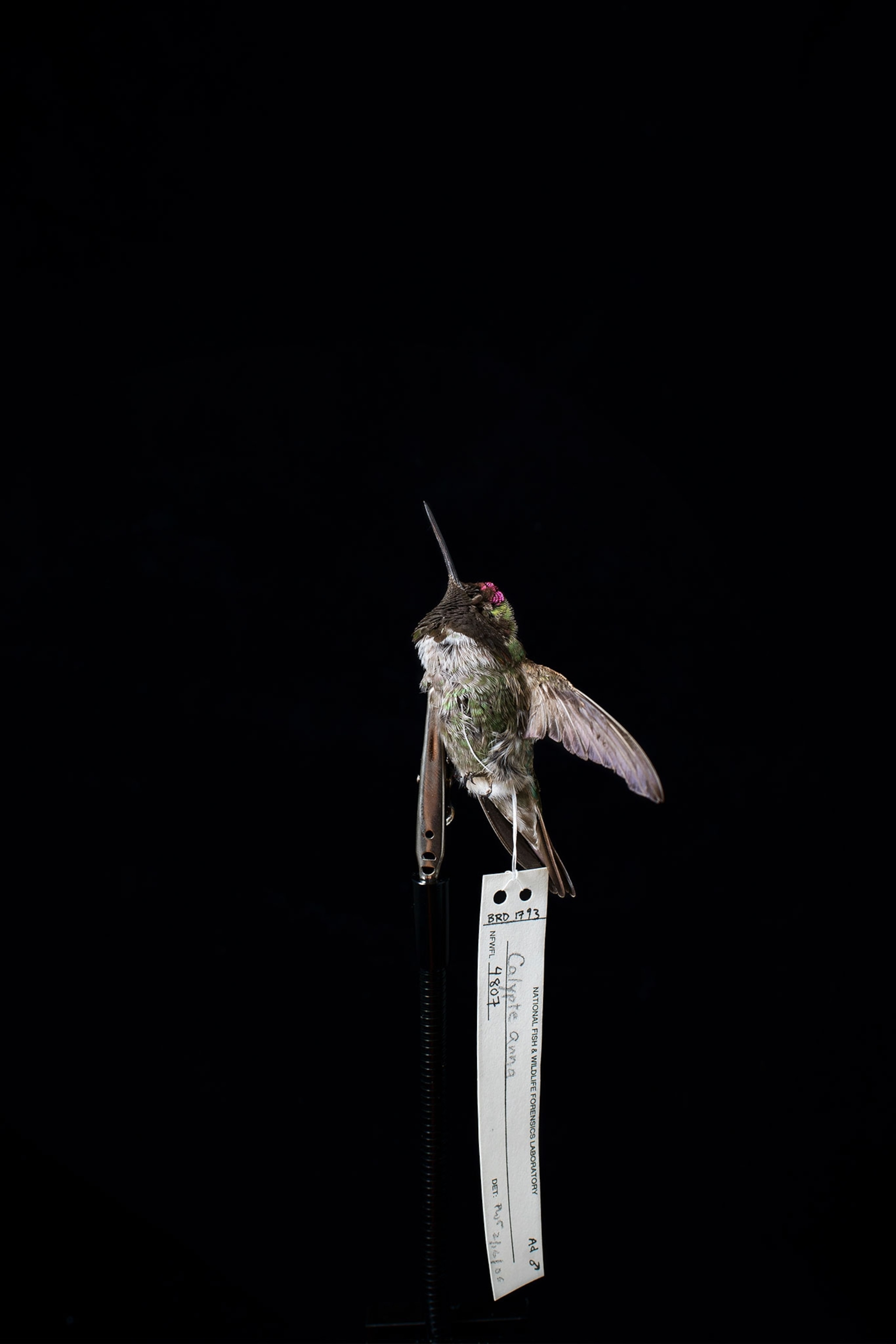 Inside the Strange World of Dried Hummingbird Love Charm Trafficking