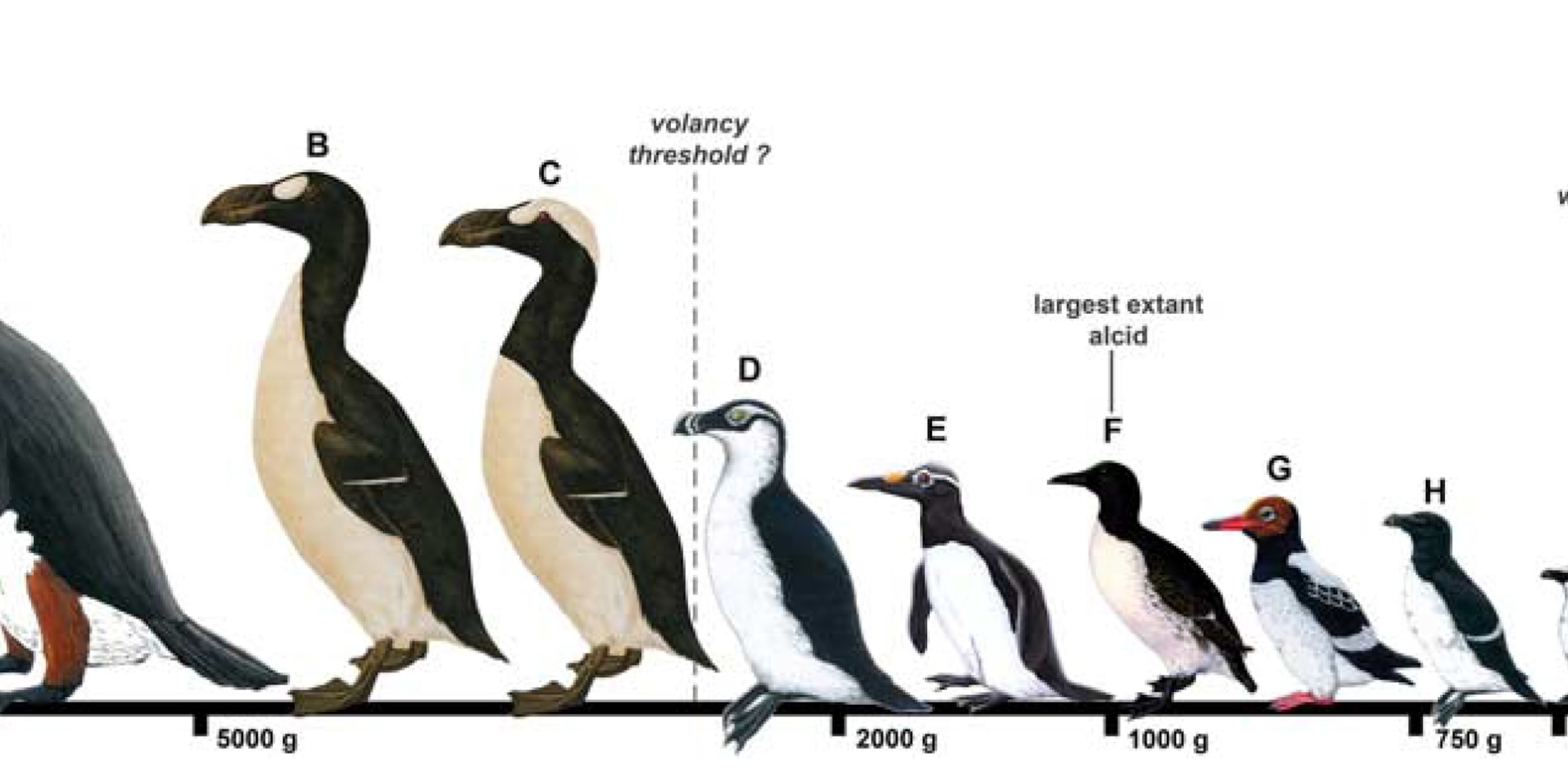 Paleo Profile: The Greatest Auk