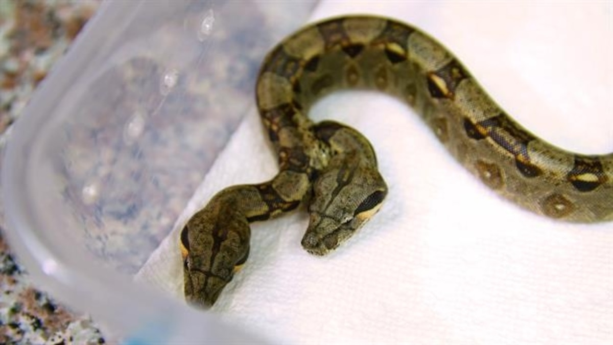 Two-Headed Snake Has Extremely Rare Double Hearts