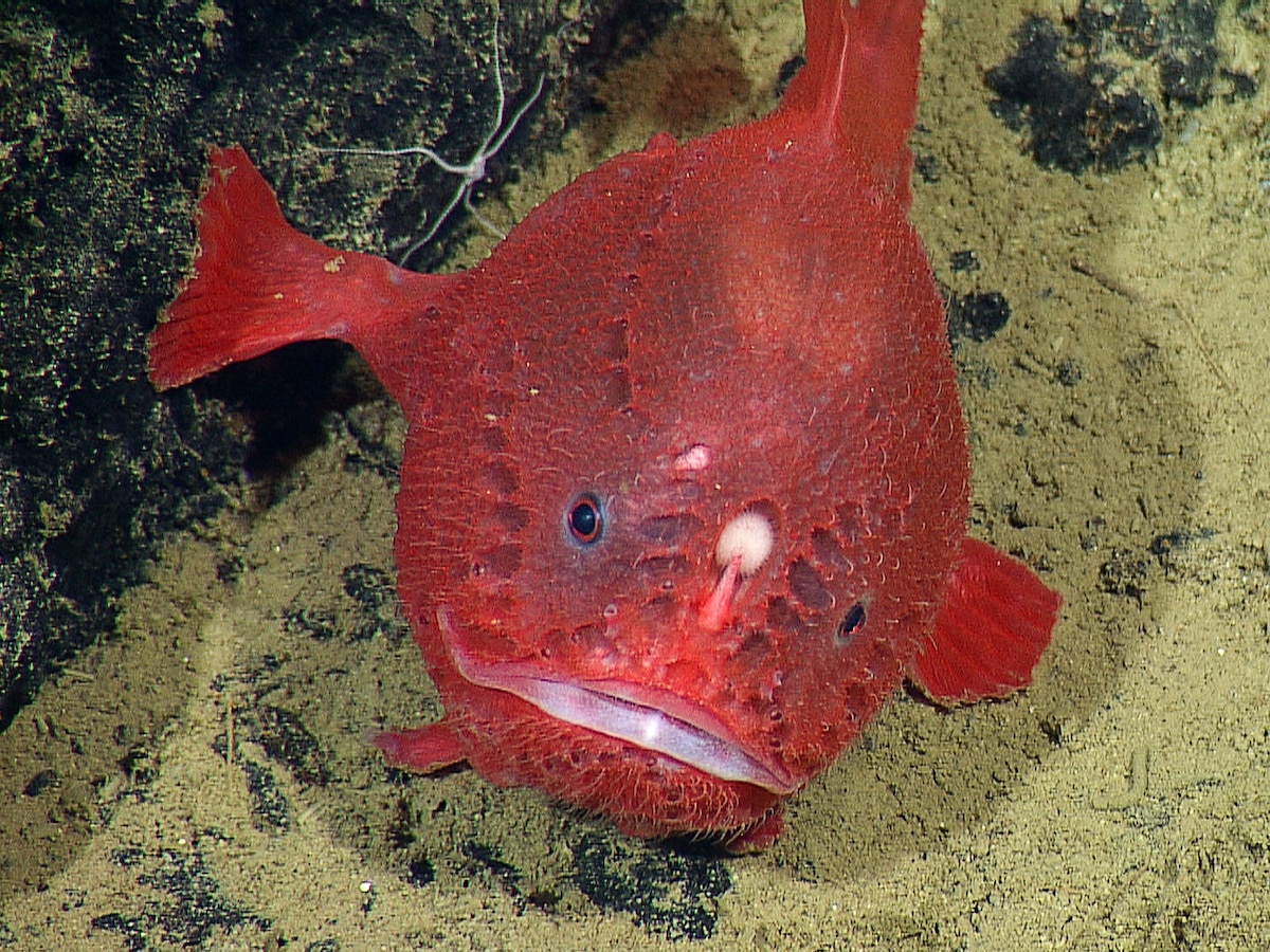 Rare Deep-Sea Anglerfish Spotted in Numbers for the First Time