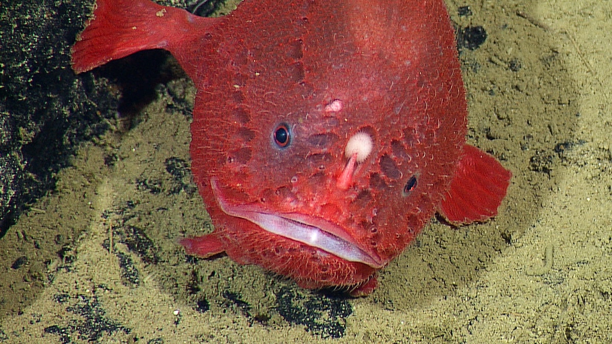 Rare Deep-Sea Anglerfish Spotted in Numbers for the First Time ...