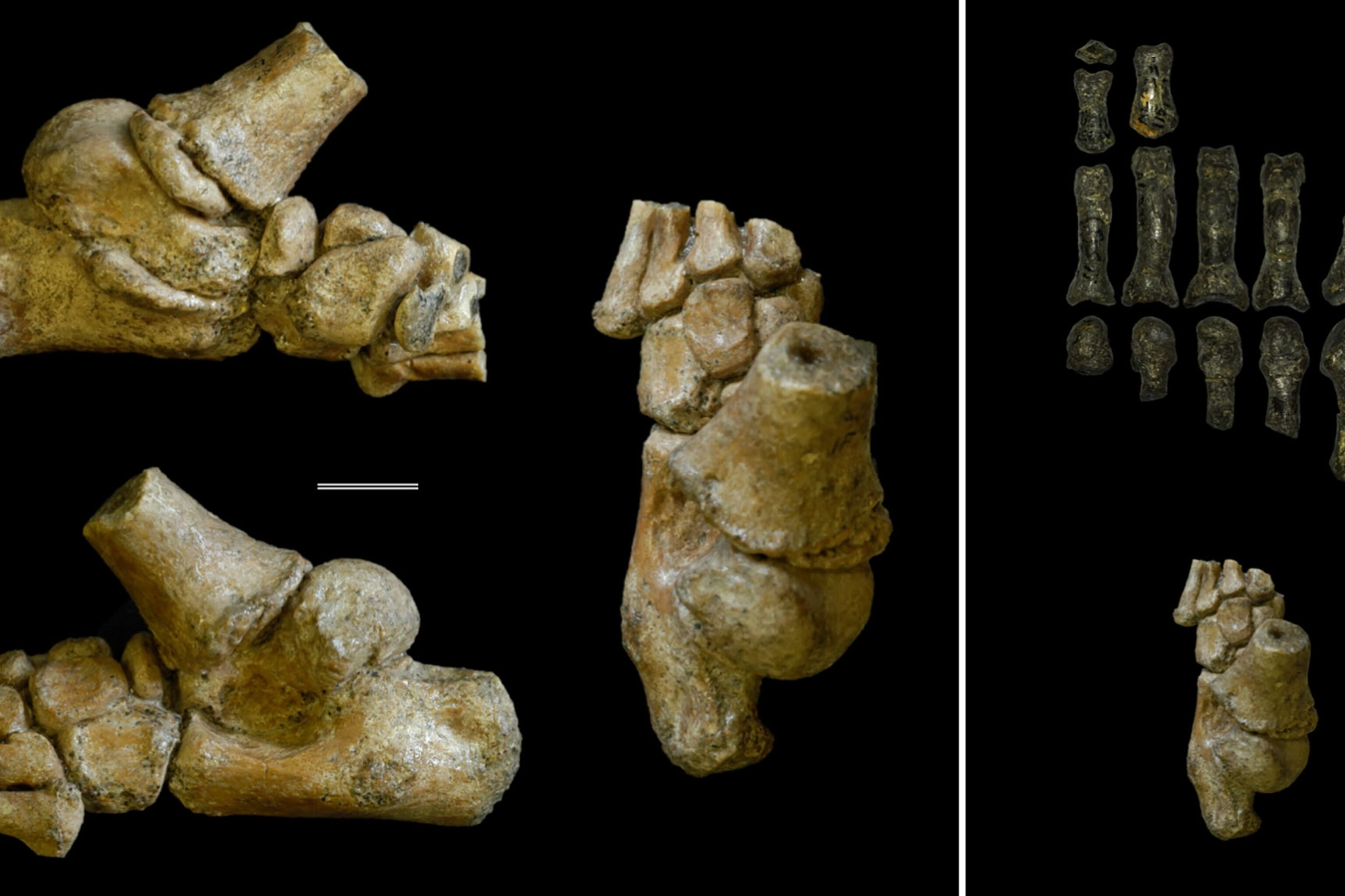 Australopithecus Afarensis Fossils
