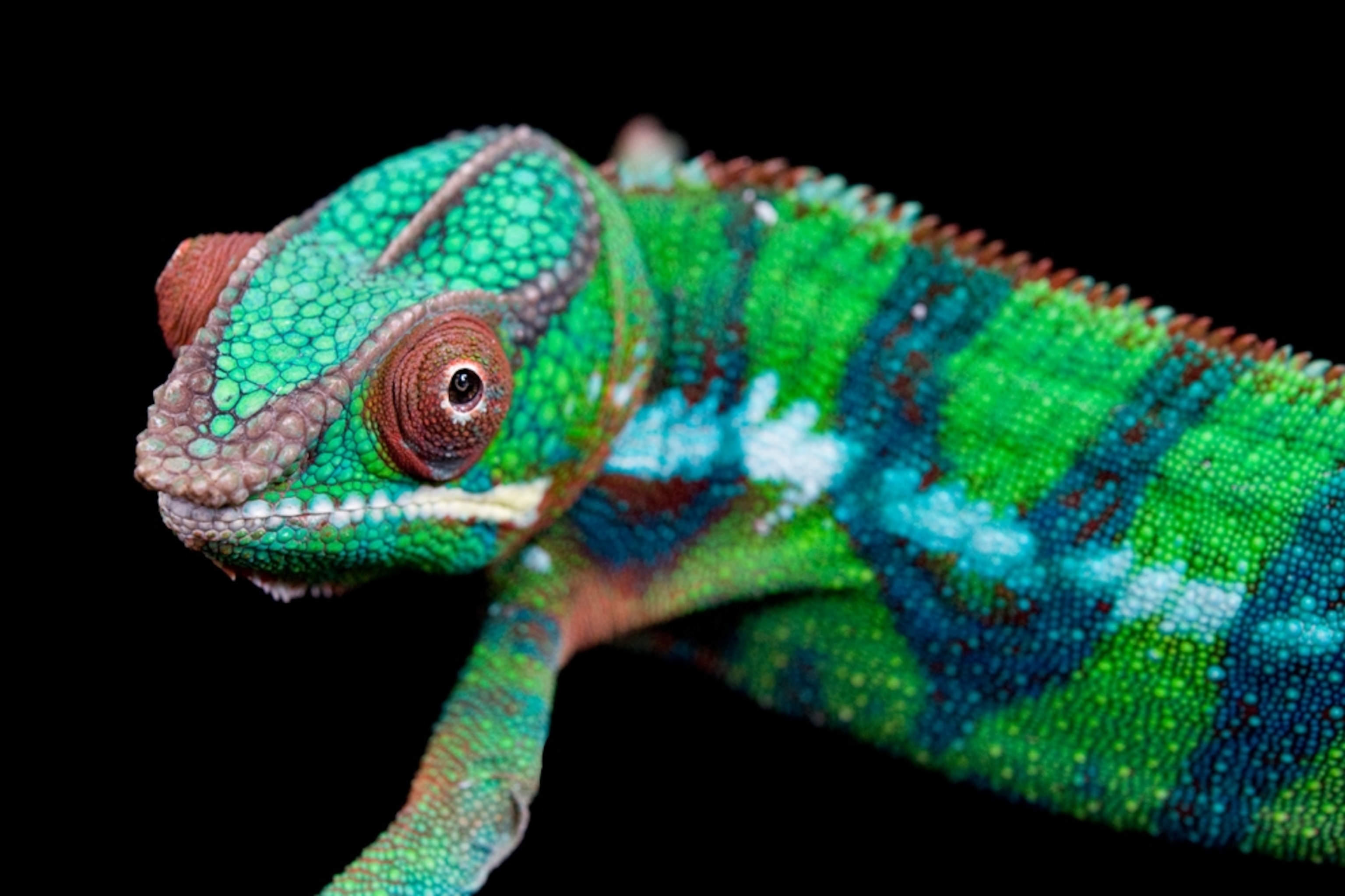 Where to visit eight animal species that came back from the dead