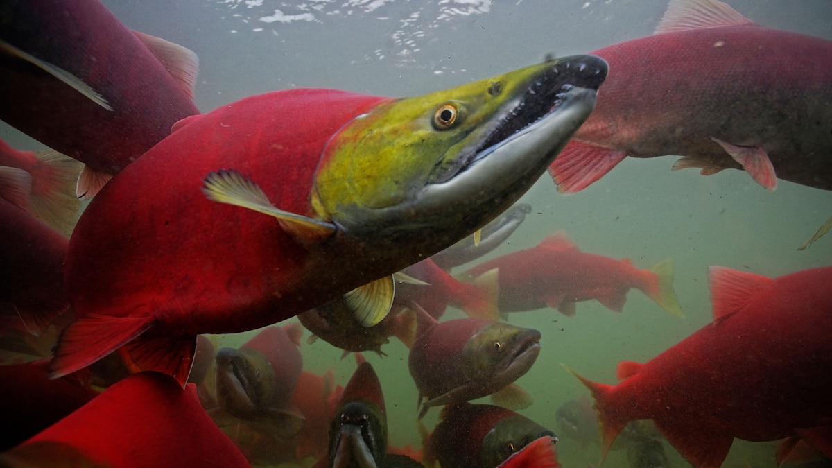 The World Needs Copper. Does It Need the Pebble Mine? | National Geographic