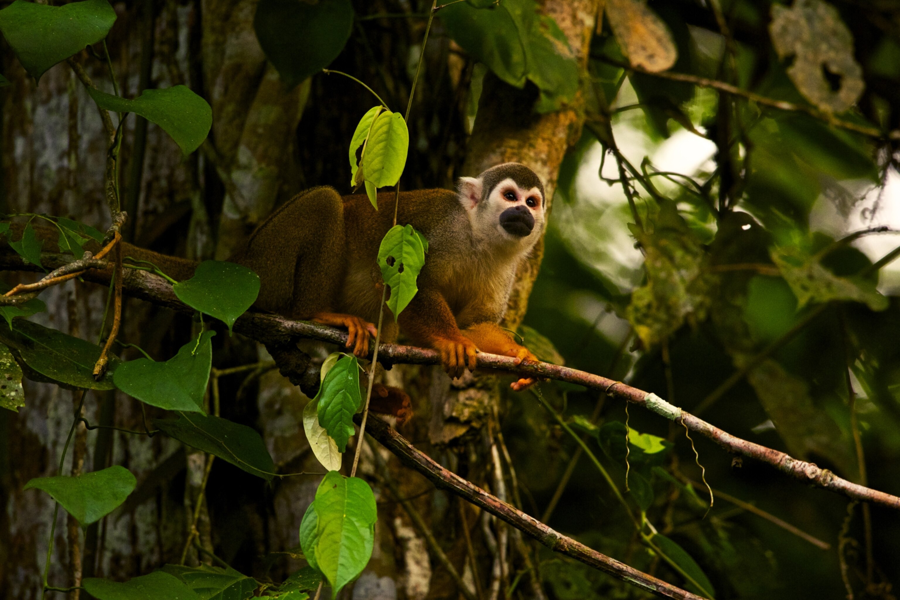 There’s a new way to tour the Amazon rainforest—by crane