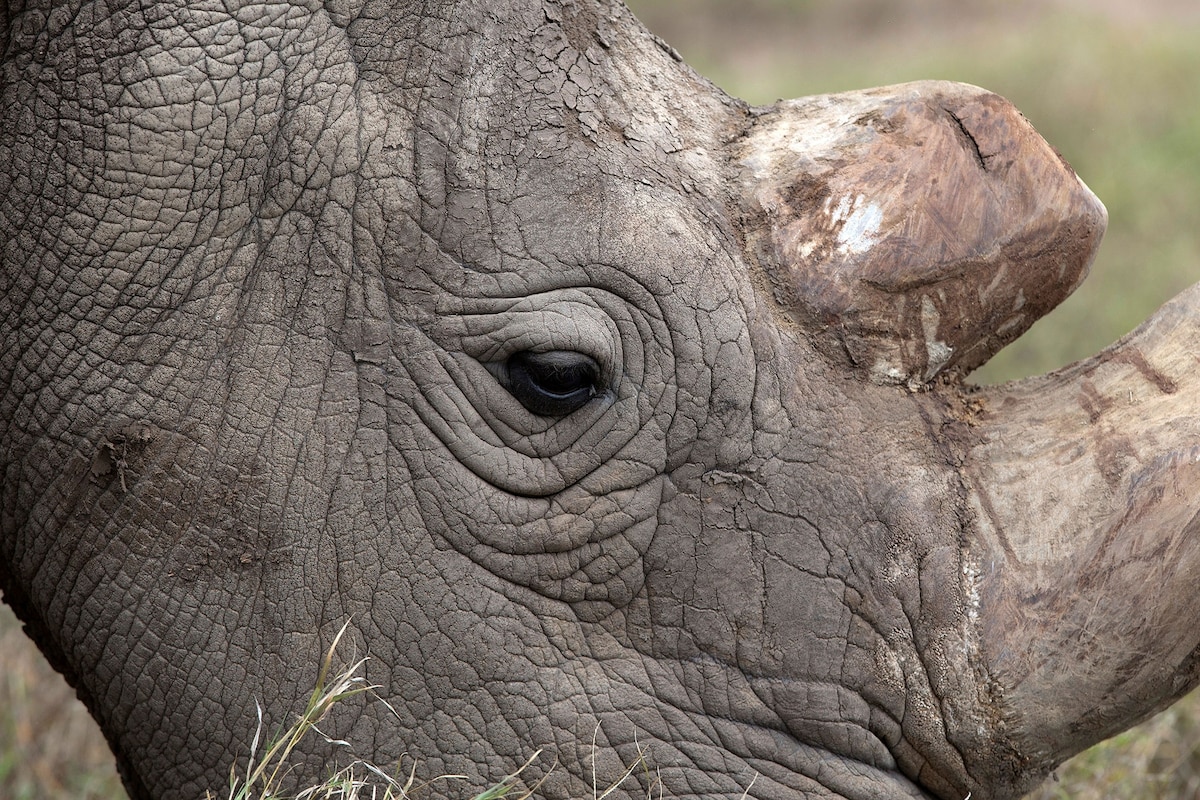 Last Male Northern White Rhino, Sudan, Sick in Kenya Sanctuary