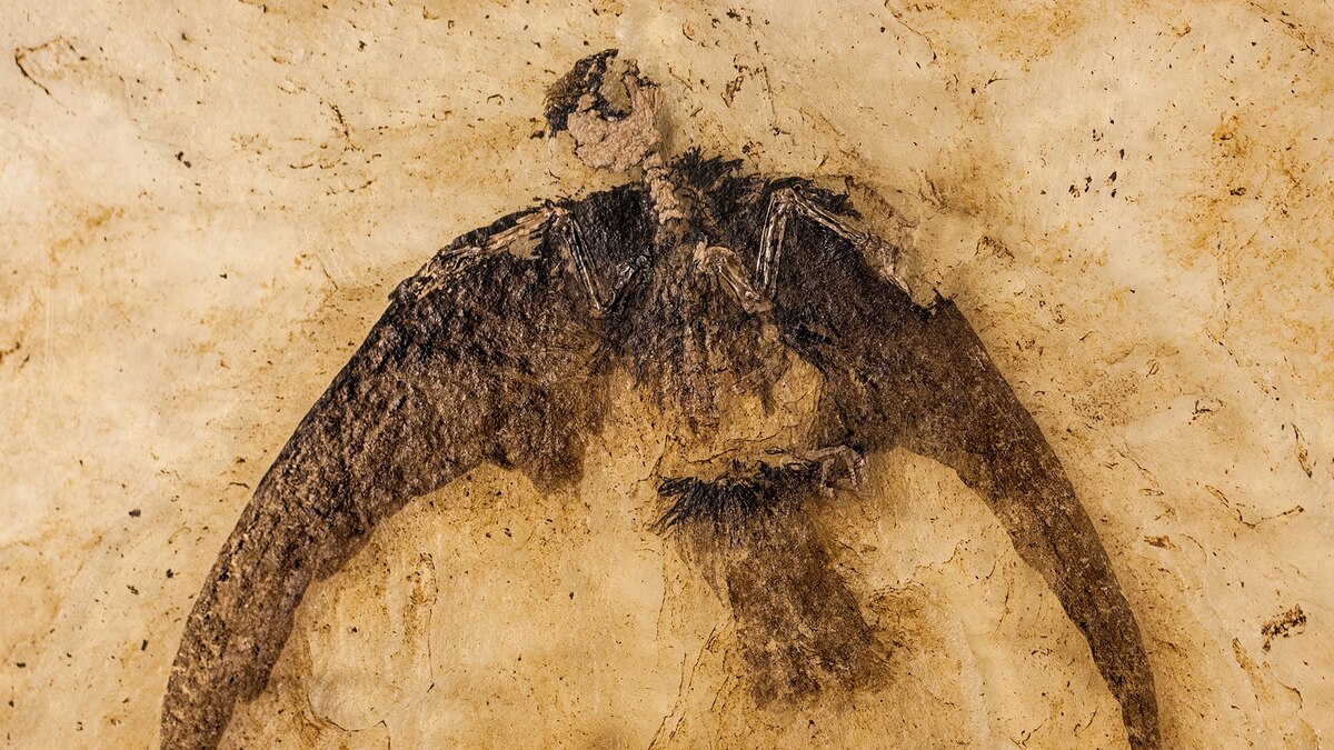 Was there a dino the size of a hummingbird? | National Geographic