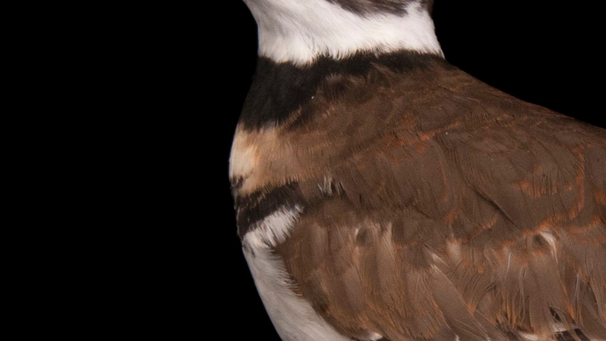 Killdeer | National Geographic | National Geographic