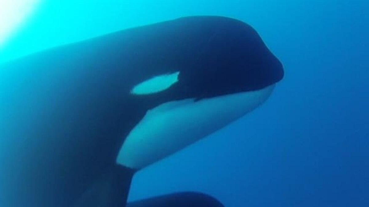 Mysterious new orca species likely identified