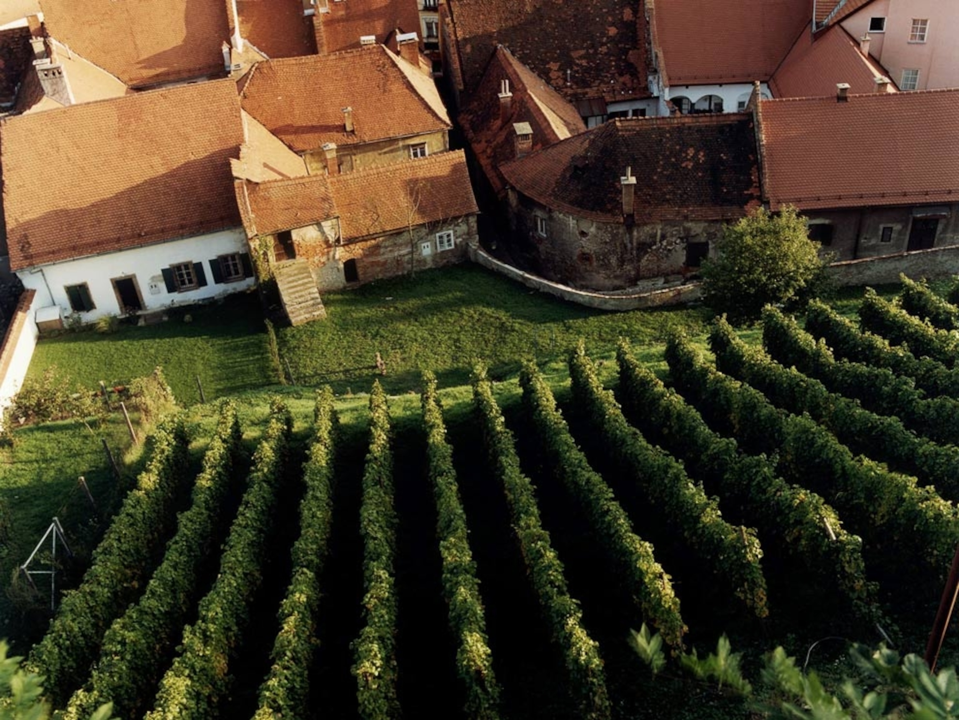 Vineyard Photos -- National Geographic