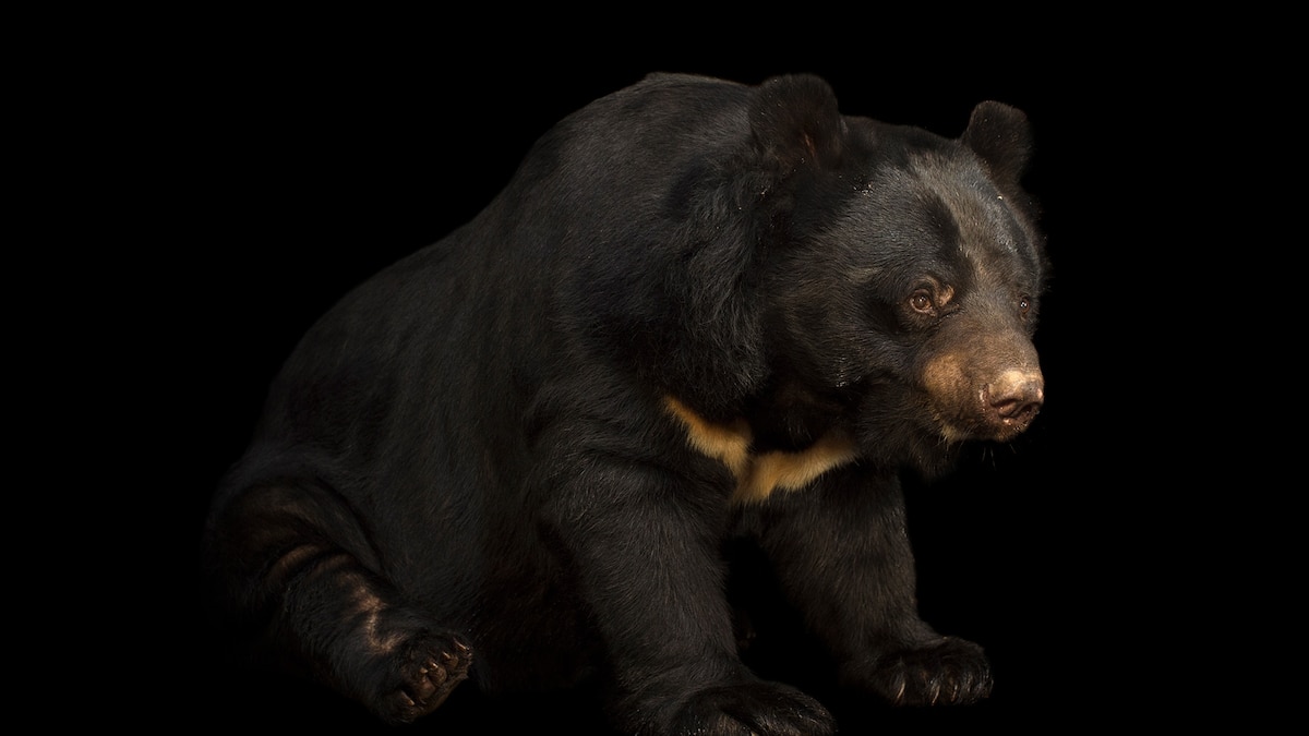 Bear bile facts and information | National Geographic