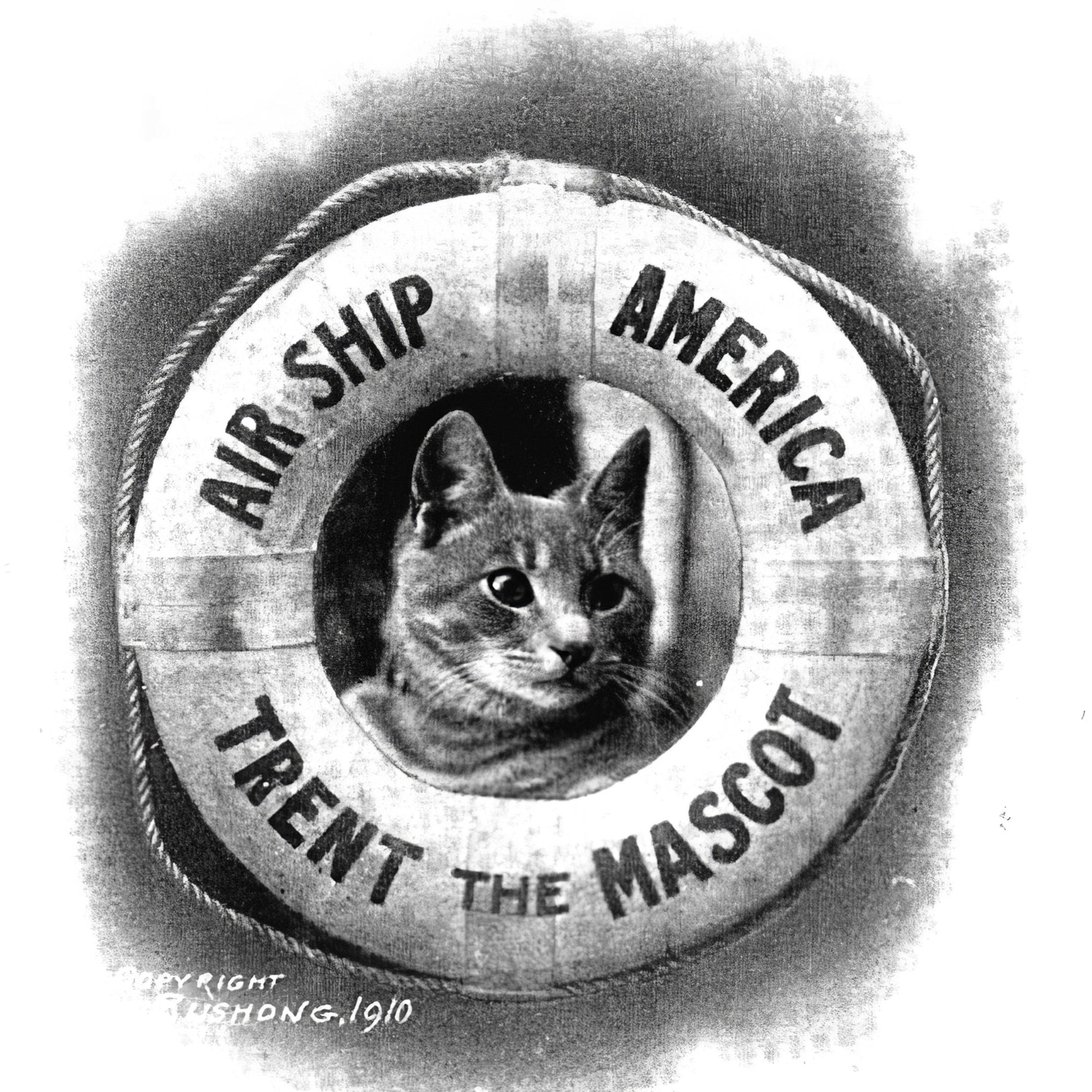 The forgotten history of cats in the navy
