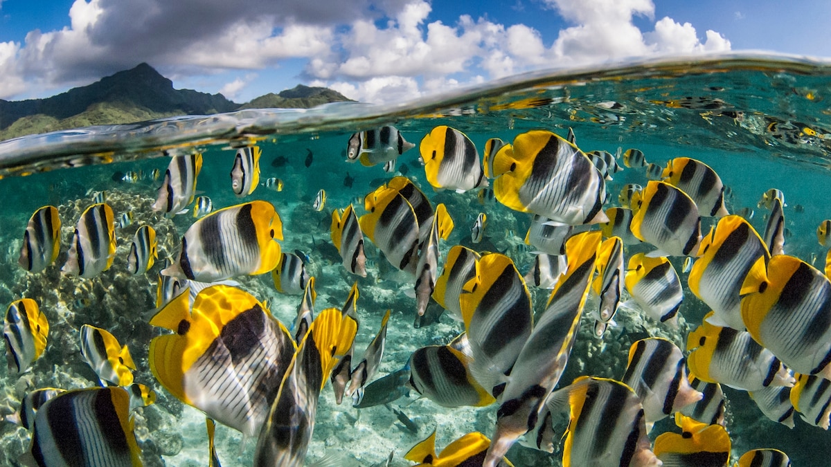 Best dive sites around the world | National Geographic