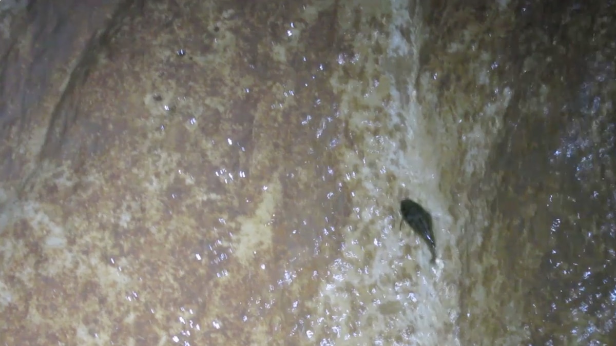 Watch: Cave-Climbing Fish Found—Is It Evolution in Action? | National ...