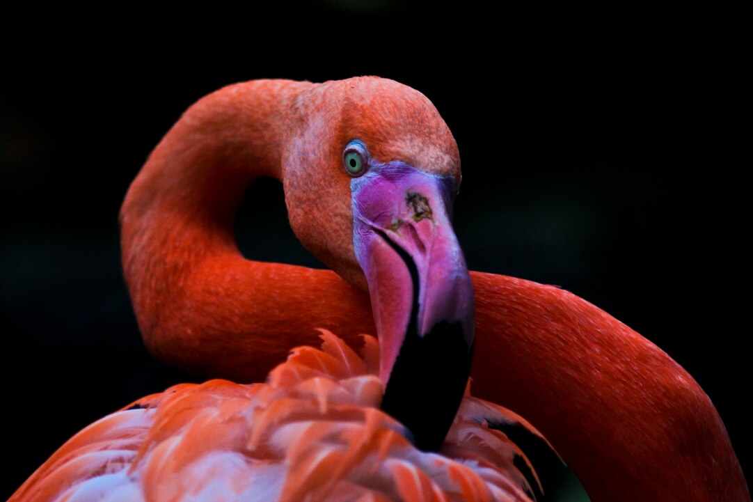 Greater Flamingo Bird Information