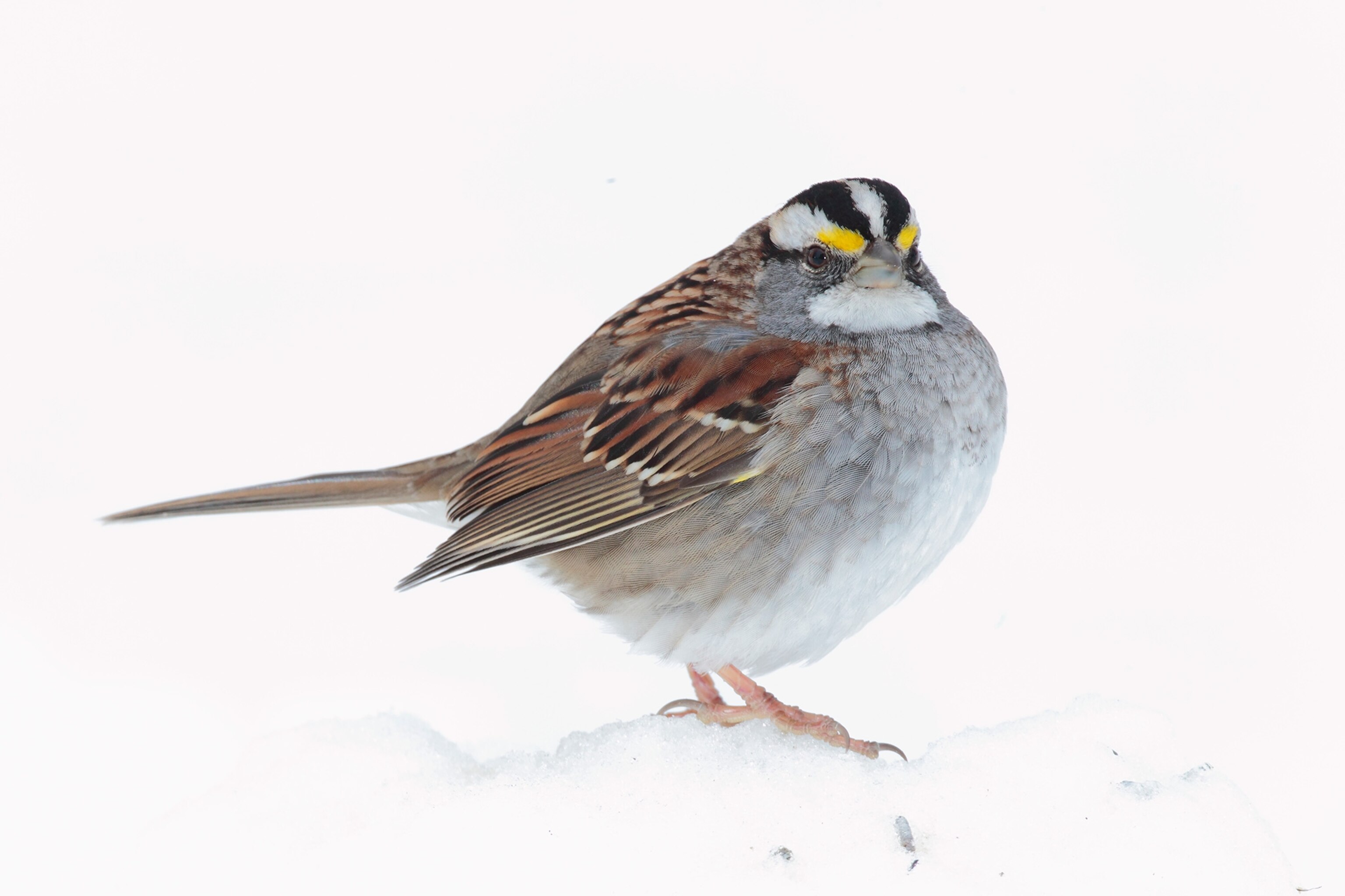 White Crested Sparrow