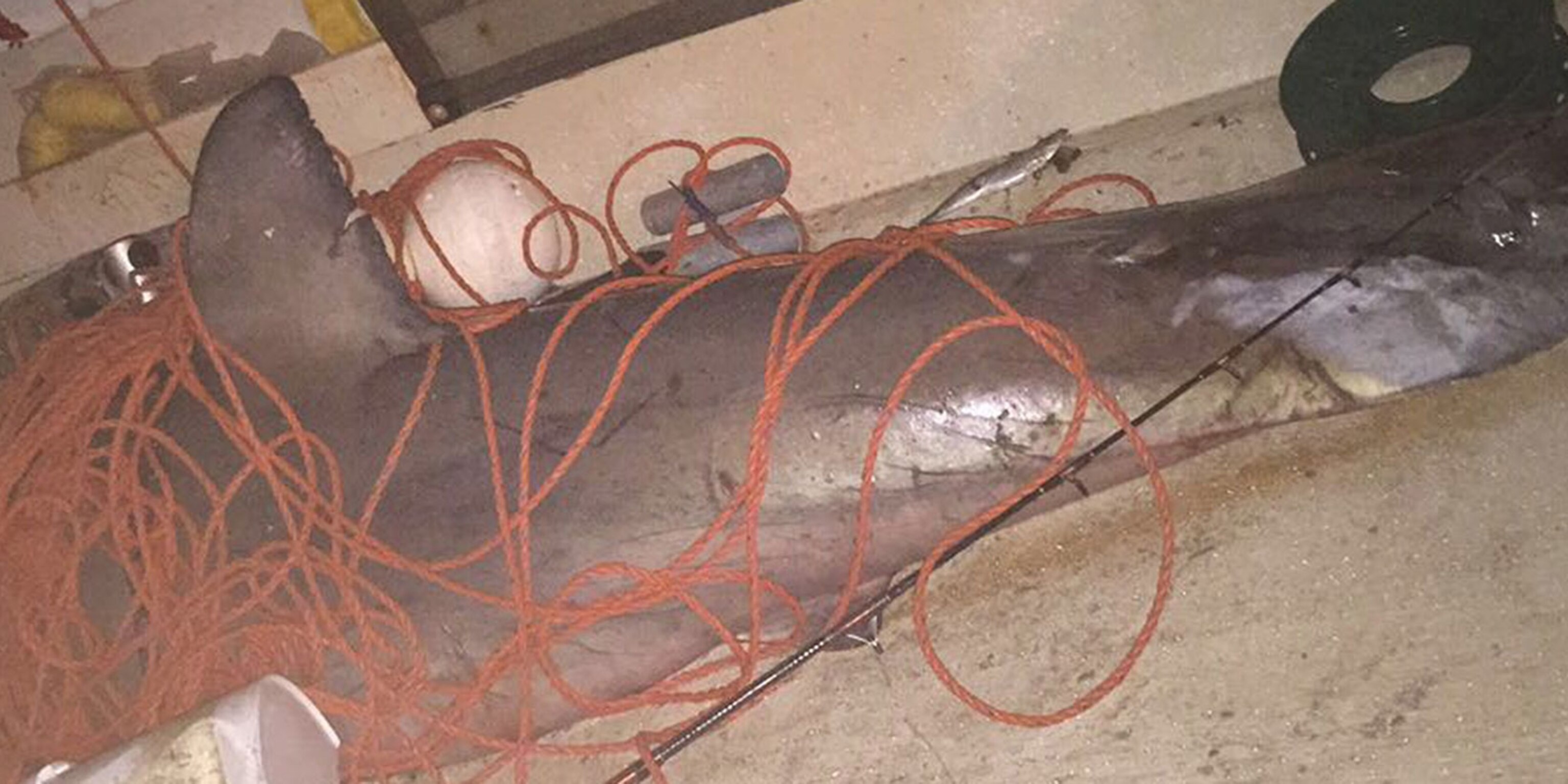 Why an 8-Foot Great White Shark Leapt Onto a Fishing Boat