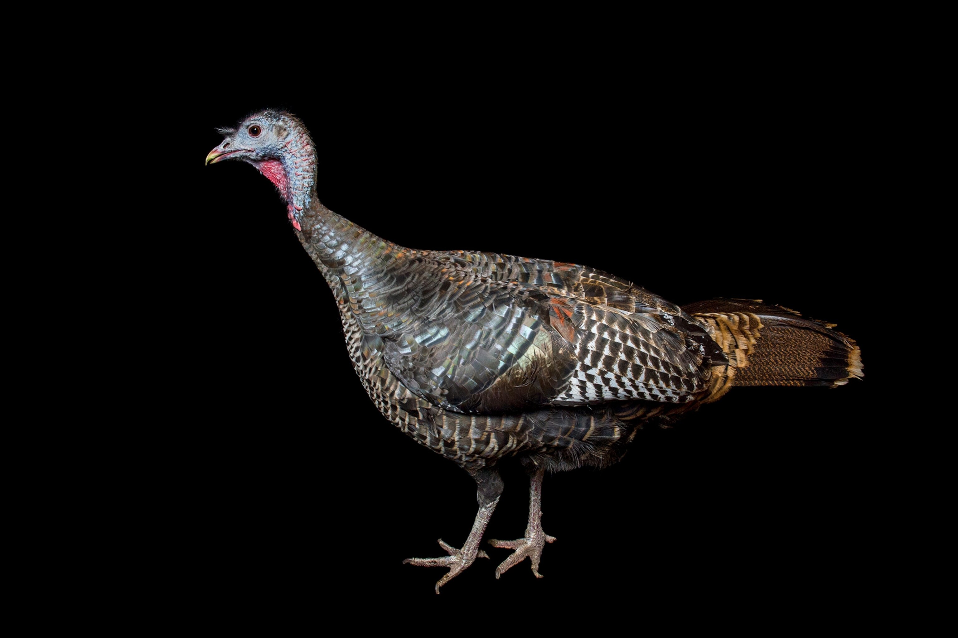 Our Favorite Pictures of Turkeys for Thanksgiving