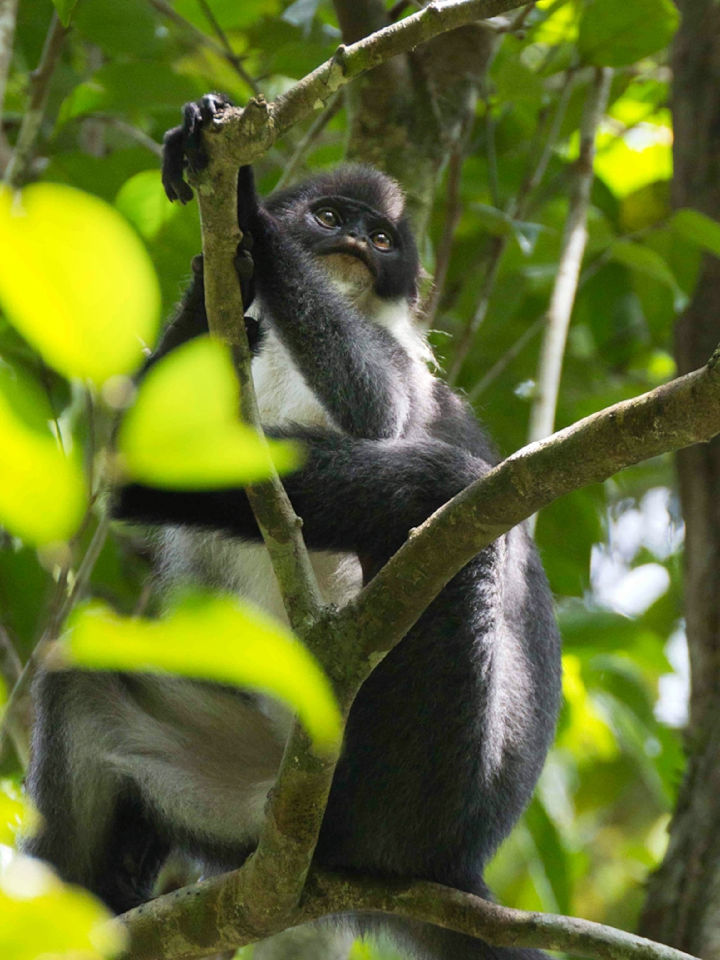 Pictures: "Extinct" Monkeys With Sideburns Found in Borneo