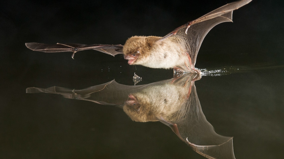 How Do Swarming Bats Avoid Crashing Into Each Other? | National Geographic