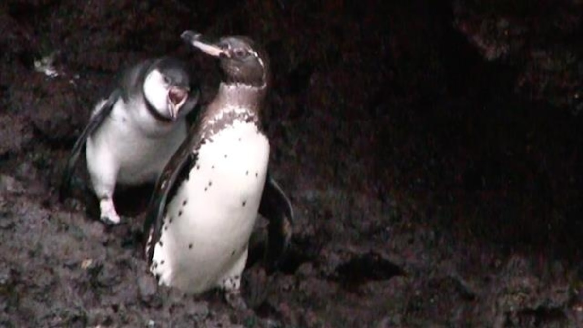 Why Adult Penguins Mooch Off Their Parents | National Geographic