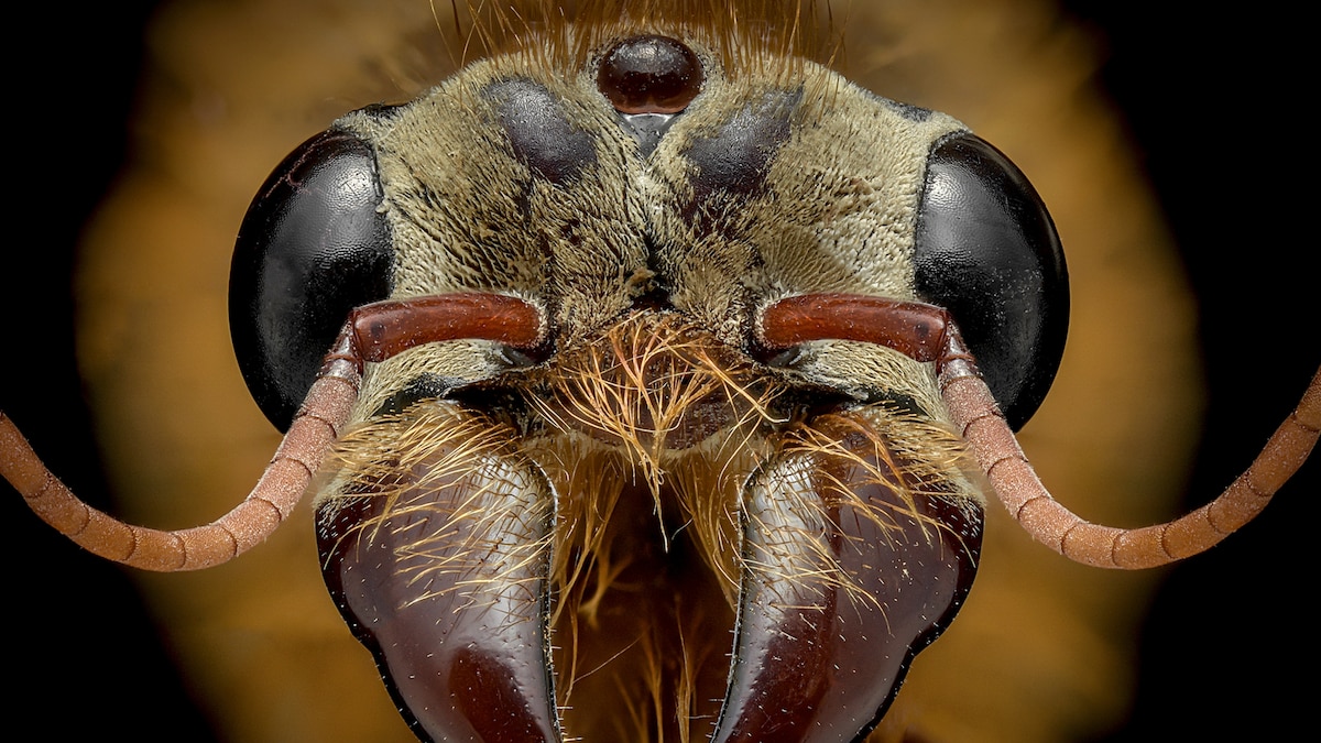 See the uncommon beauty of the common ant | National Geographic