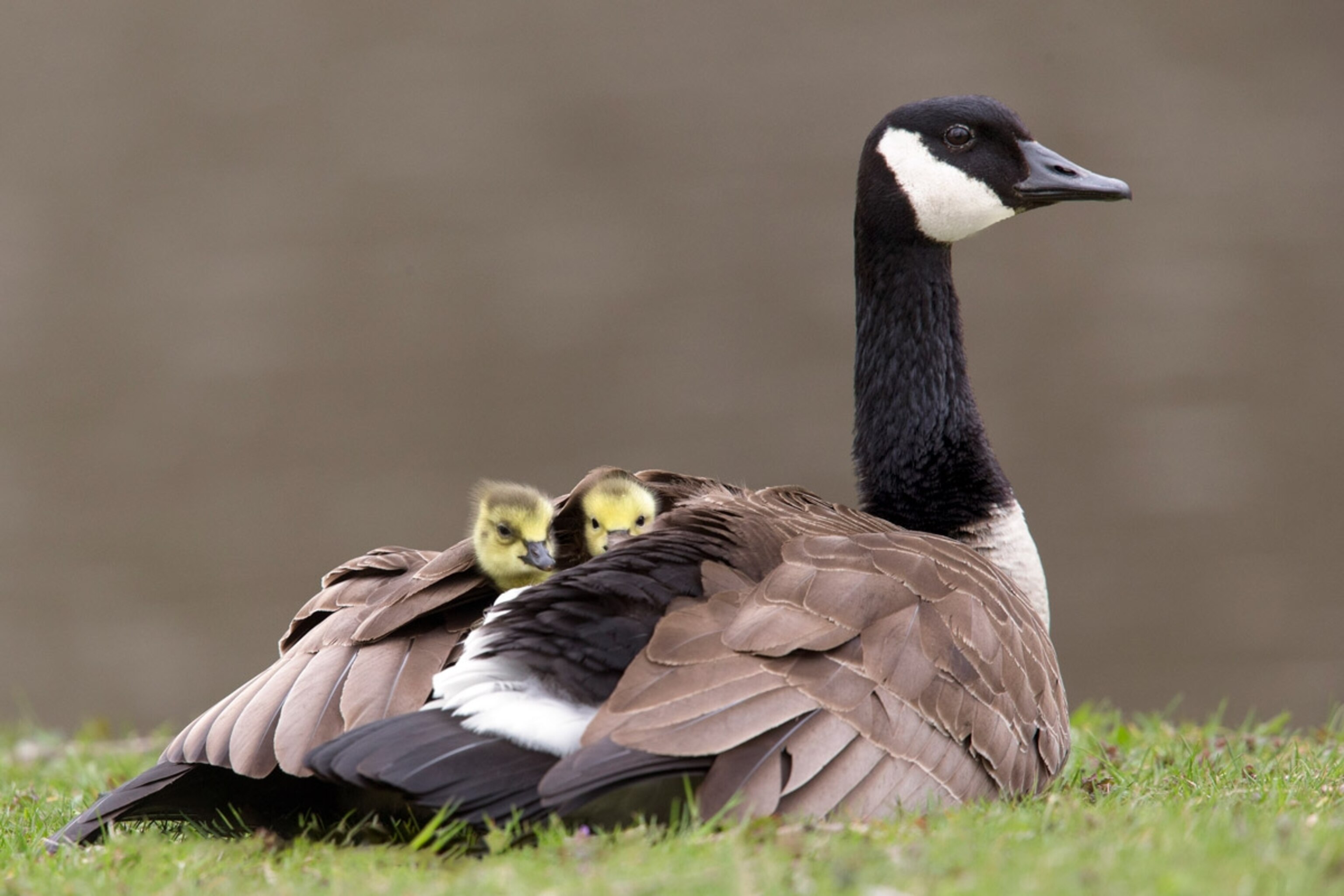 Here's how kids can take bird photographs like a pro