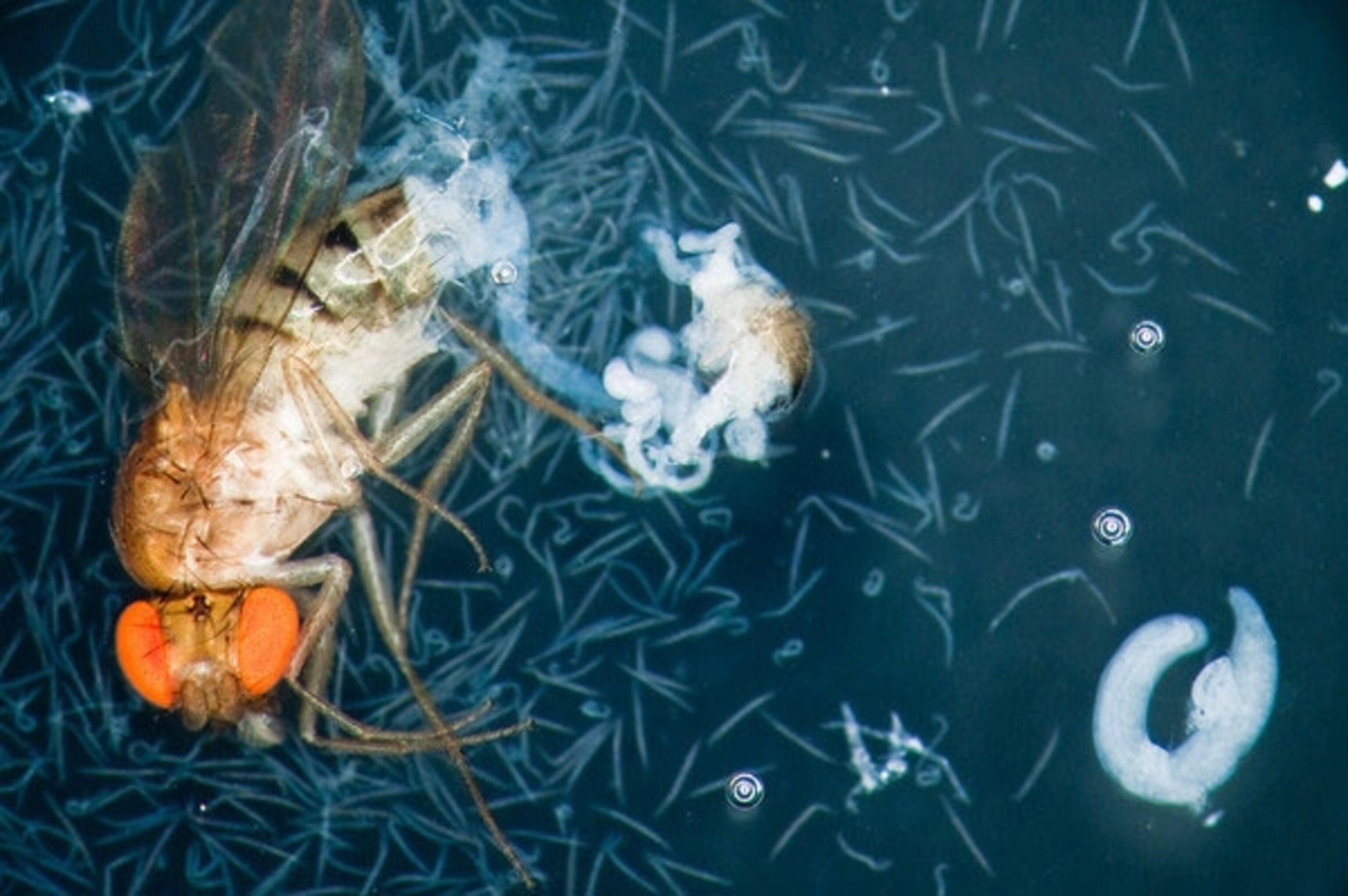 Friendly bacteria protect flies from sterilising worms | National ...