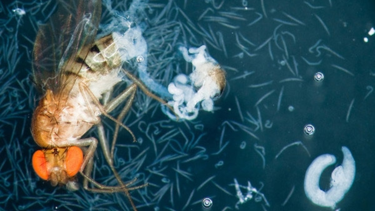 Friendly bacteria protect flies from sterilising worms | National ...