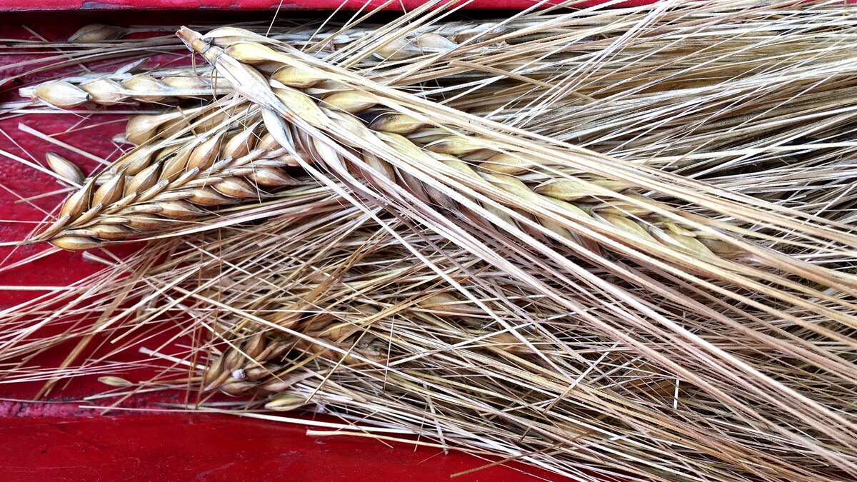 Eating China: A Land of Many Grains | National Geographic