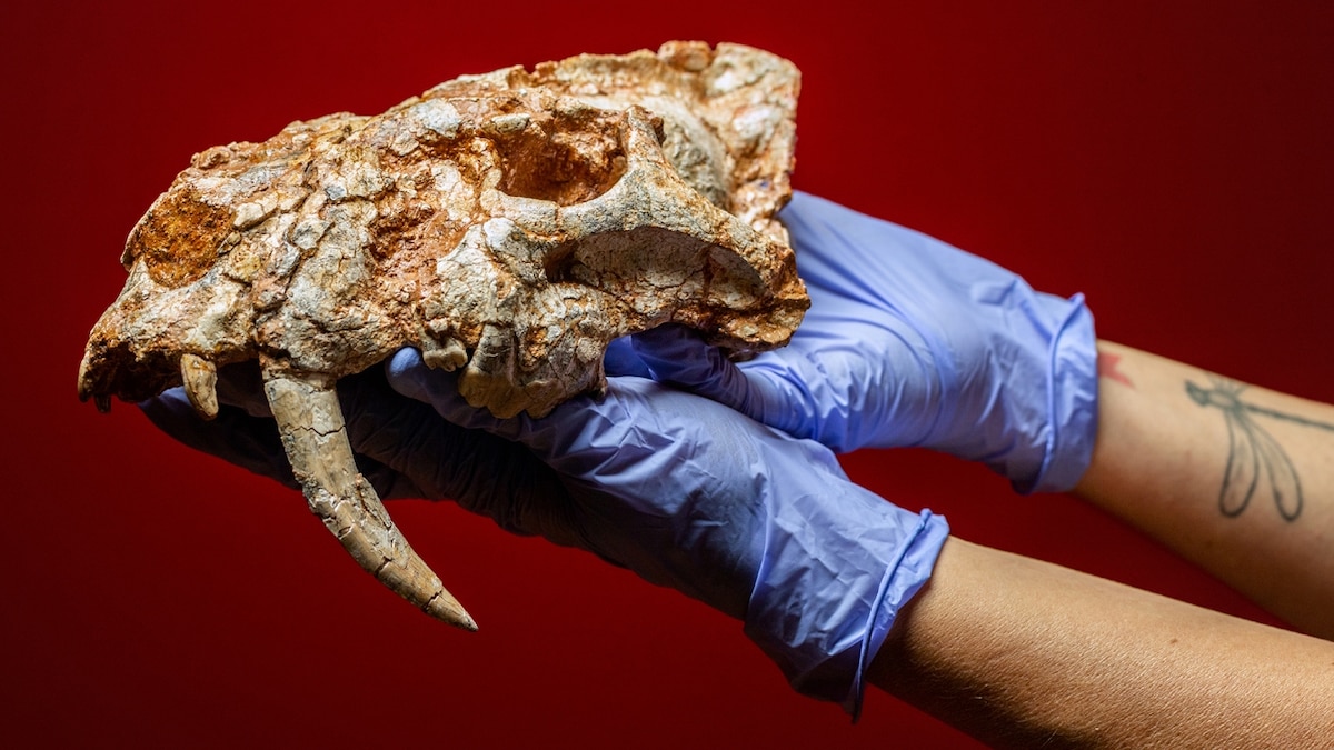 See the fabulous fossils unearthed in a garbage dump | National Geographic