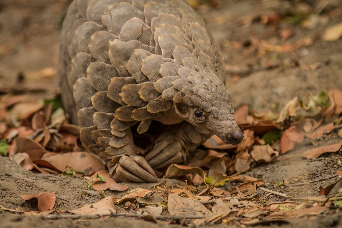 Pangolins receive surprising lifeline with new protections in China