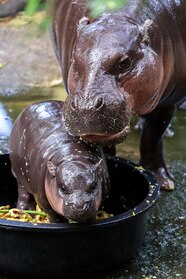 Is This The New Moo Deng Meet Mars The Pygmy Hippo National Geographic Is This The New Moo Deng Meet Mars The Pygmy Hippo National Geographic