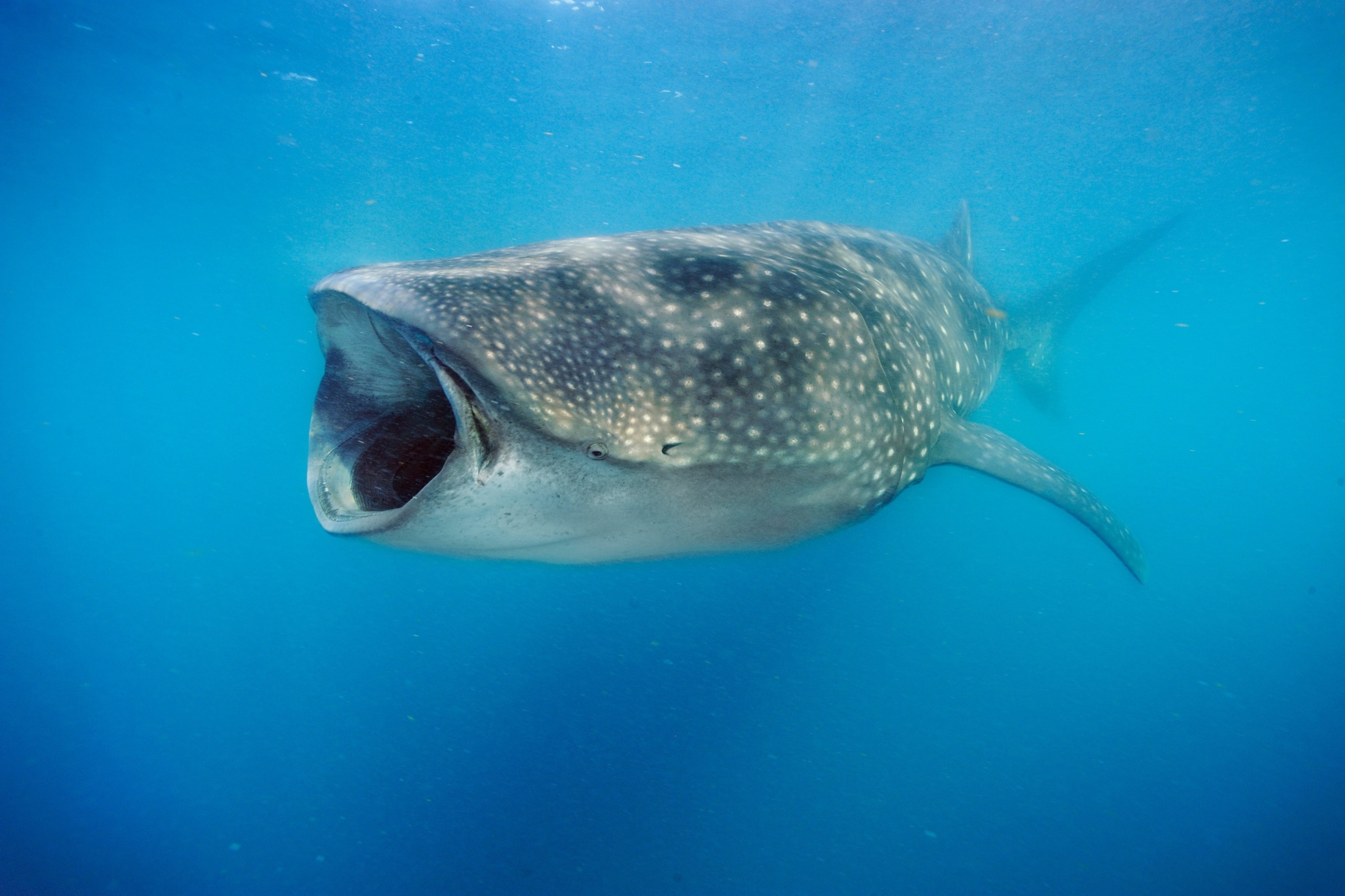 Whale sharks eat lots of algae and can fast for months, study reveals