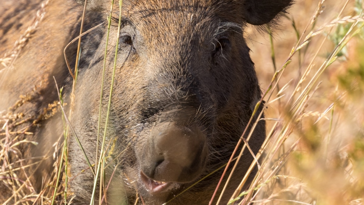 Wild pigs are turning electric blue in California. Here’s why ...