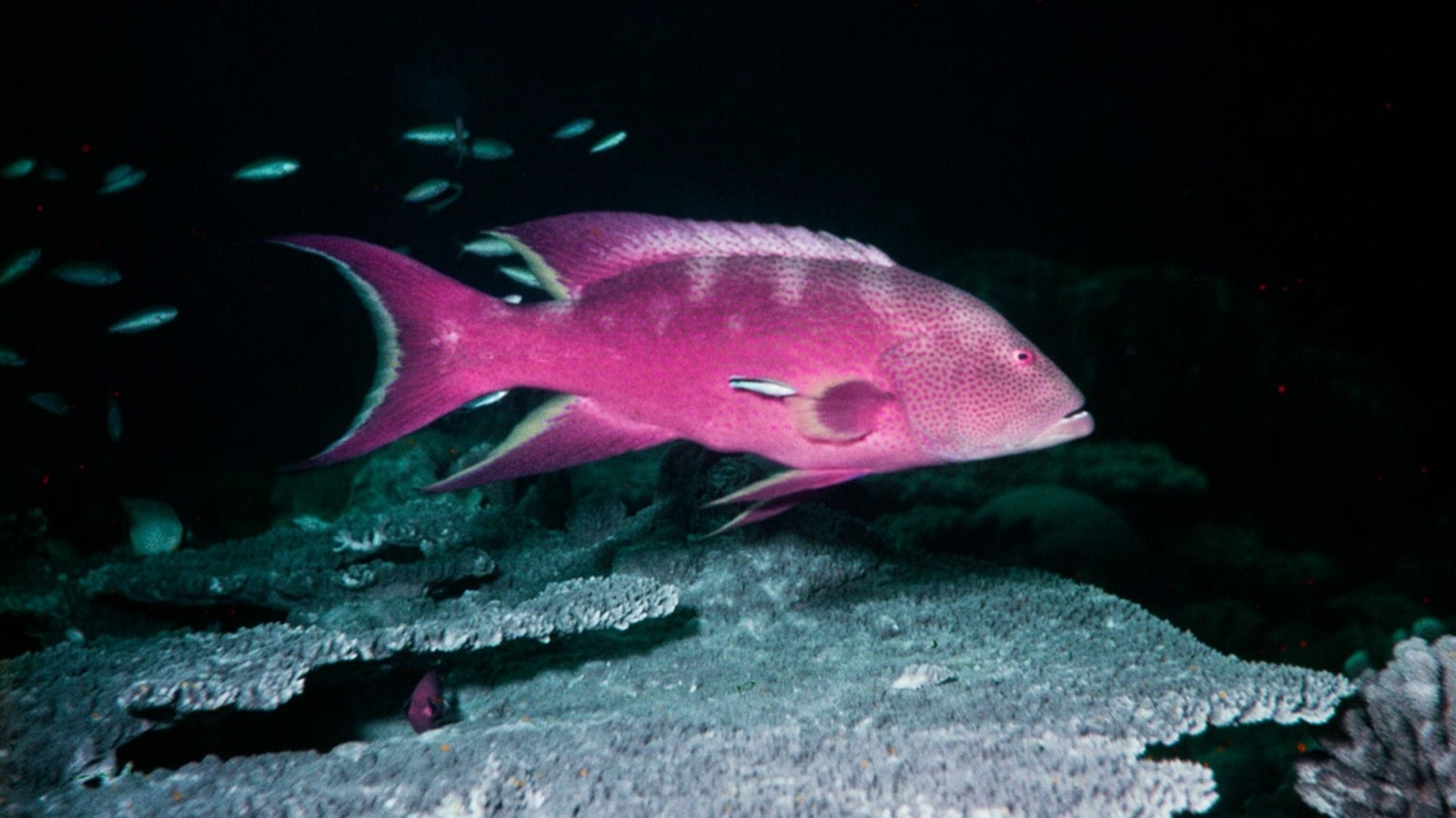 Male Fish Punish Unruly Females -- And Benefit, Study Says