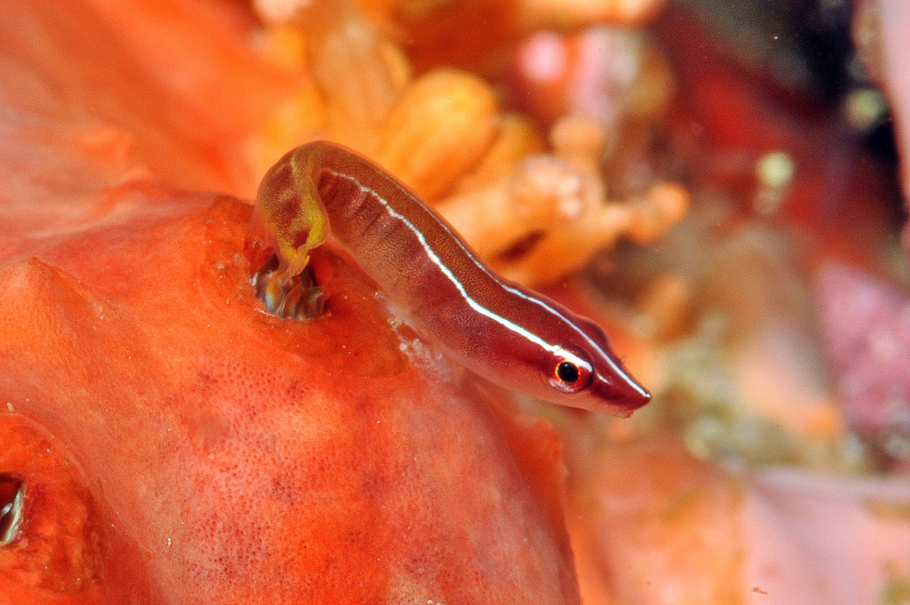 Pictures: 25 New Reef Fish Found—"Beautiful" Basslet and More ...