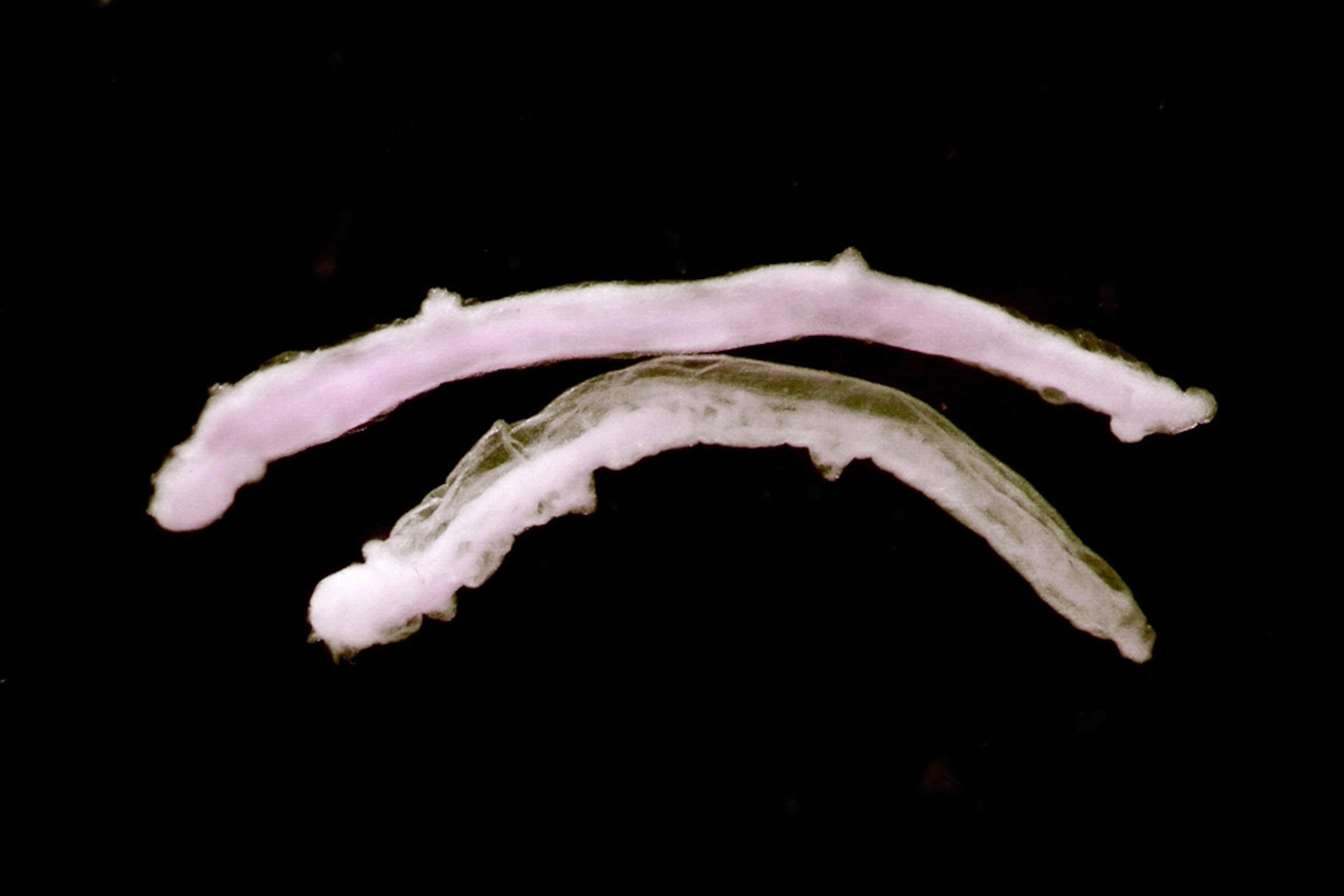 Photos: "Glass" Crustacean Among Hundreds of New Species | National ...